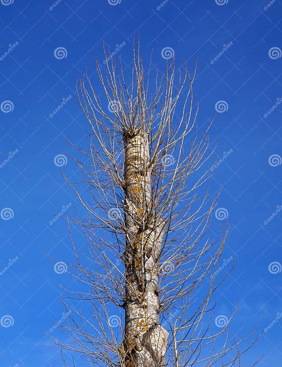 One Old Poplar Tree after Total Pruning Has Produced a New Young ...