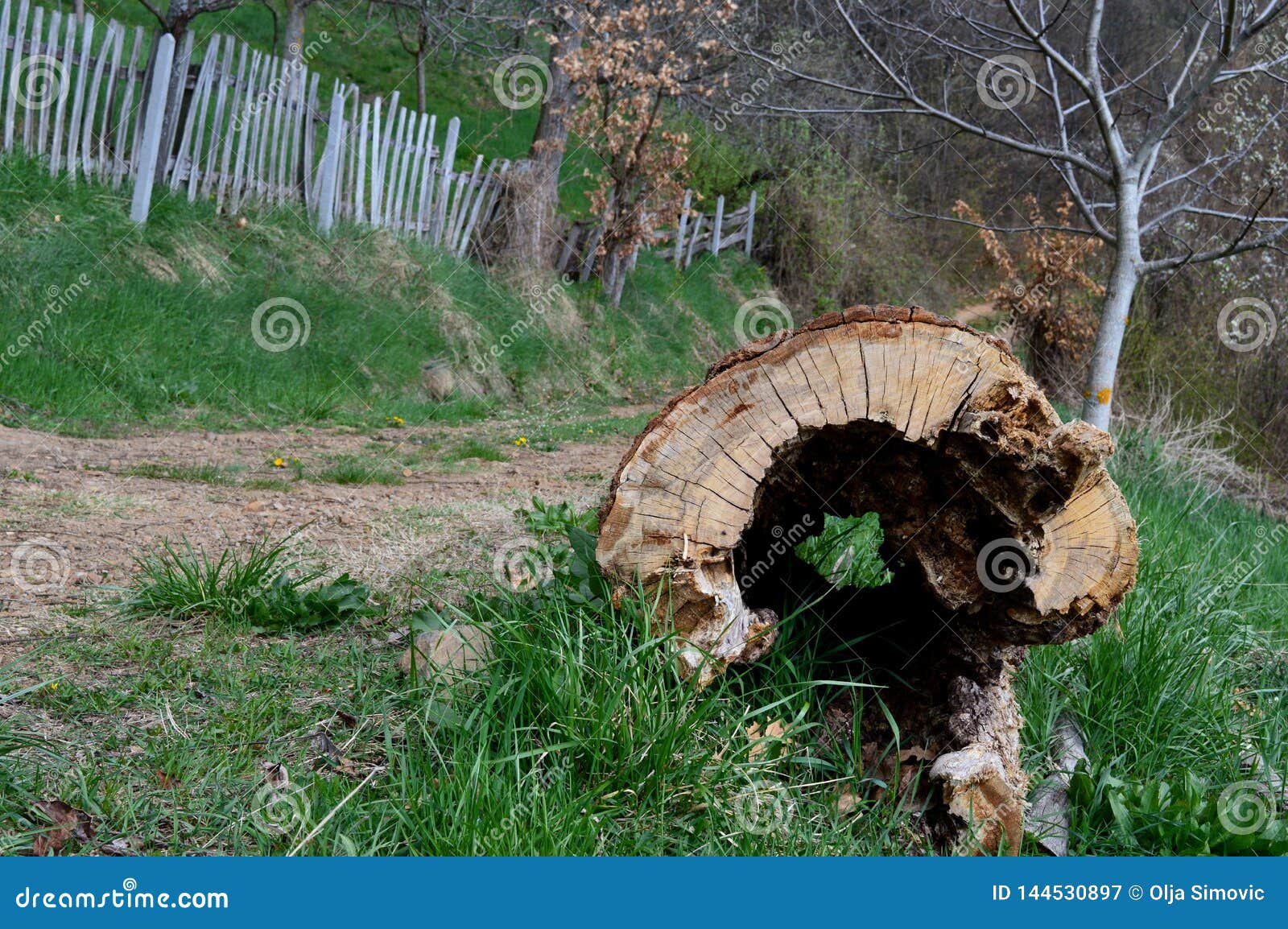 Old stump on the road stock image. Image of stump, grass - 144530897