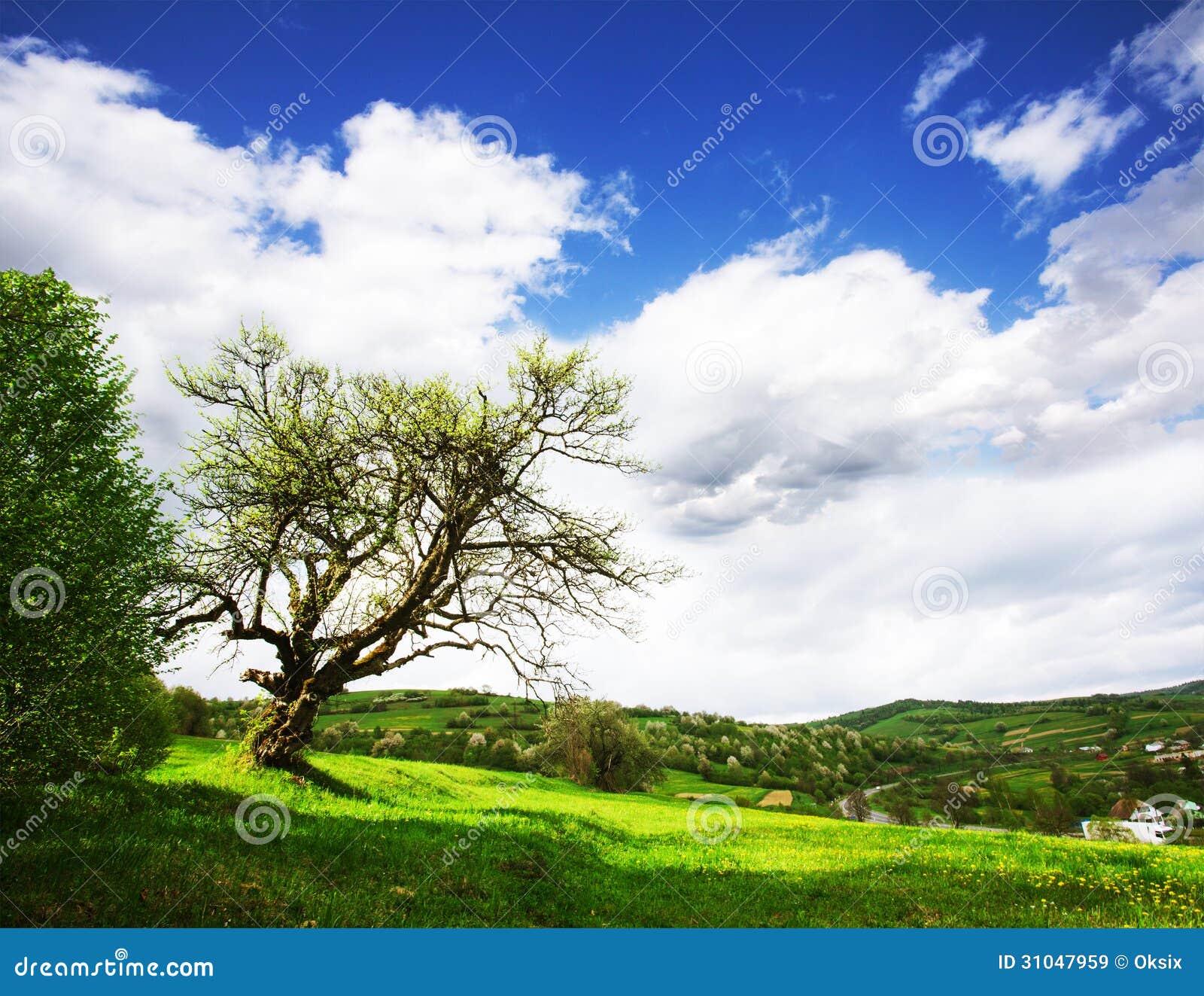 One old tree stock image. Image of bright, outdoors, backgrounds - 31047959