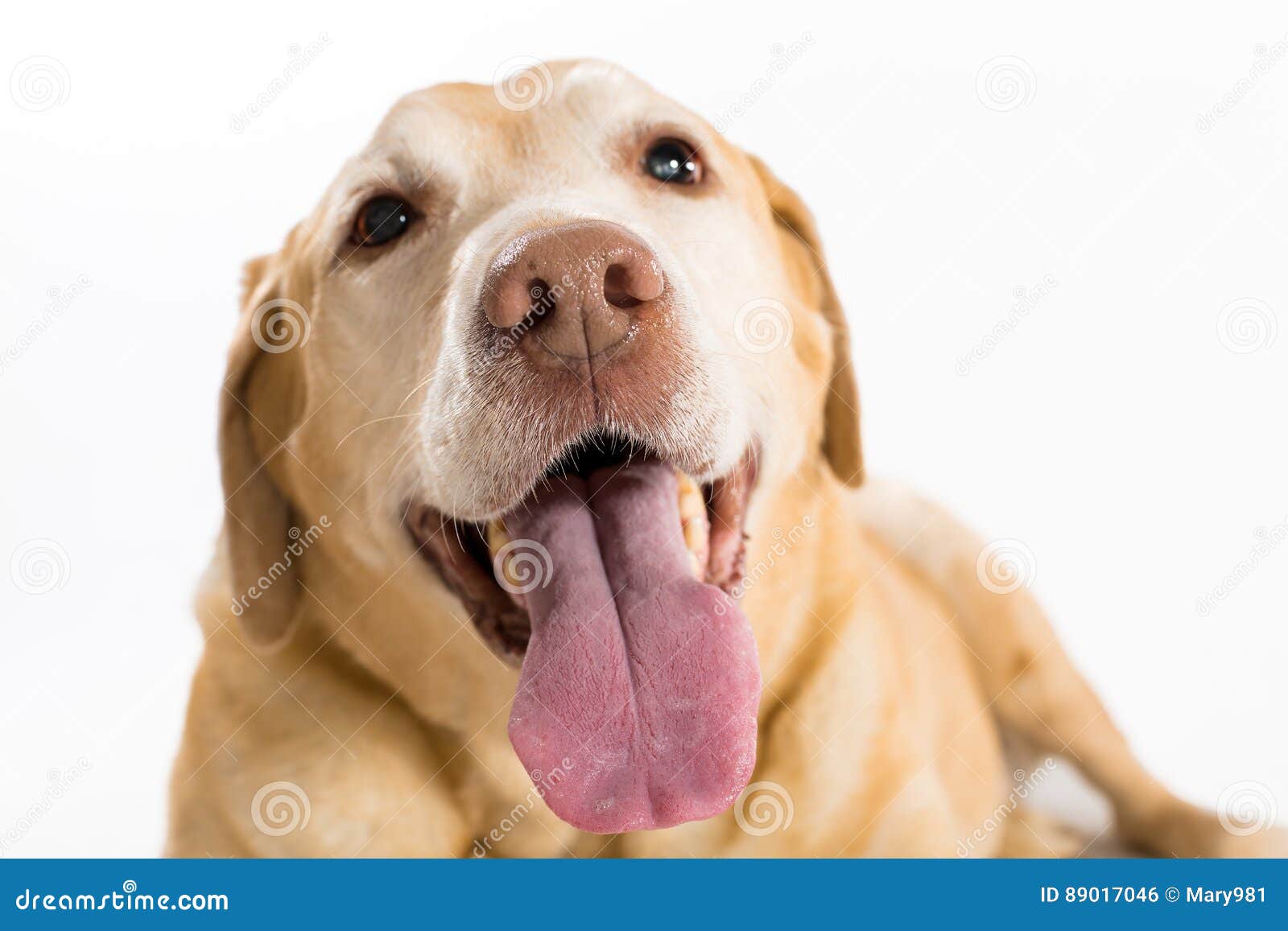 One Older Yellow Labrador Smiling Stock Photo - Image of yellow, animal ...