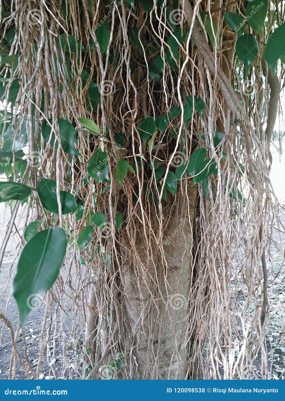 Bringin Tree stock photo. Image of tree, species, oldest - 120098538