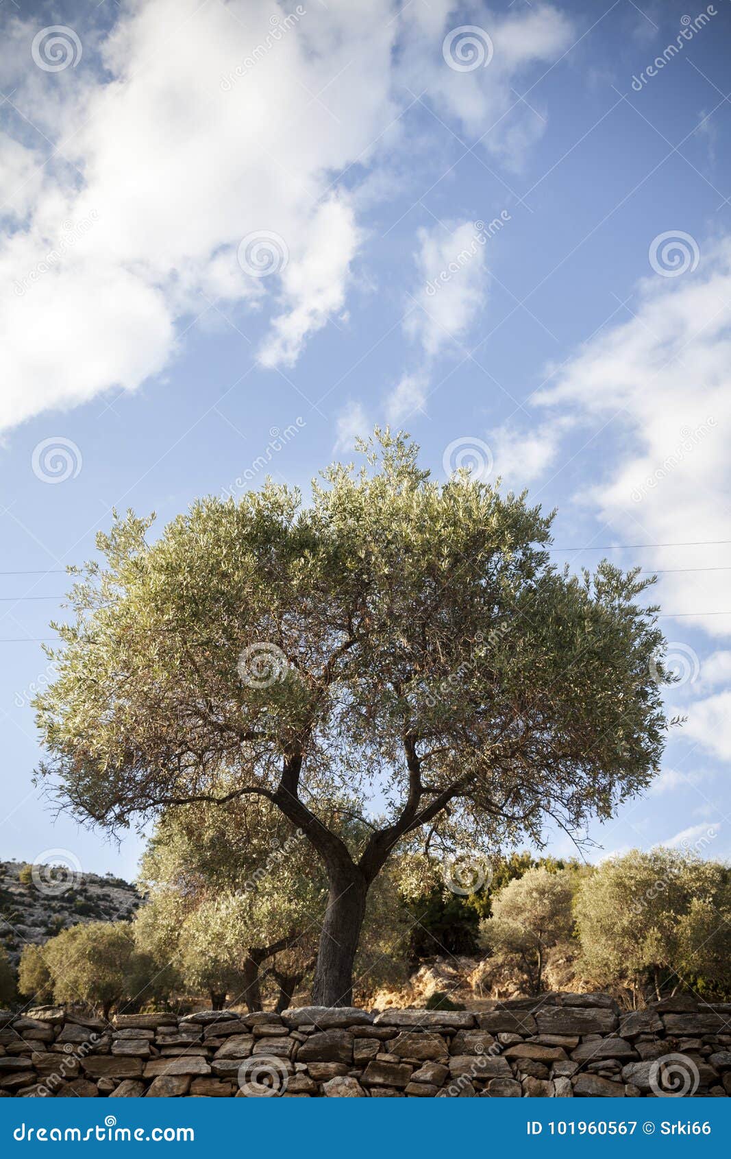 One olive tree stock image. Image of seasonal, greece - 101960567