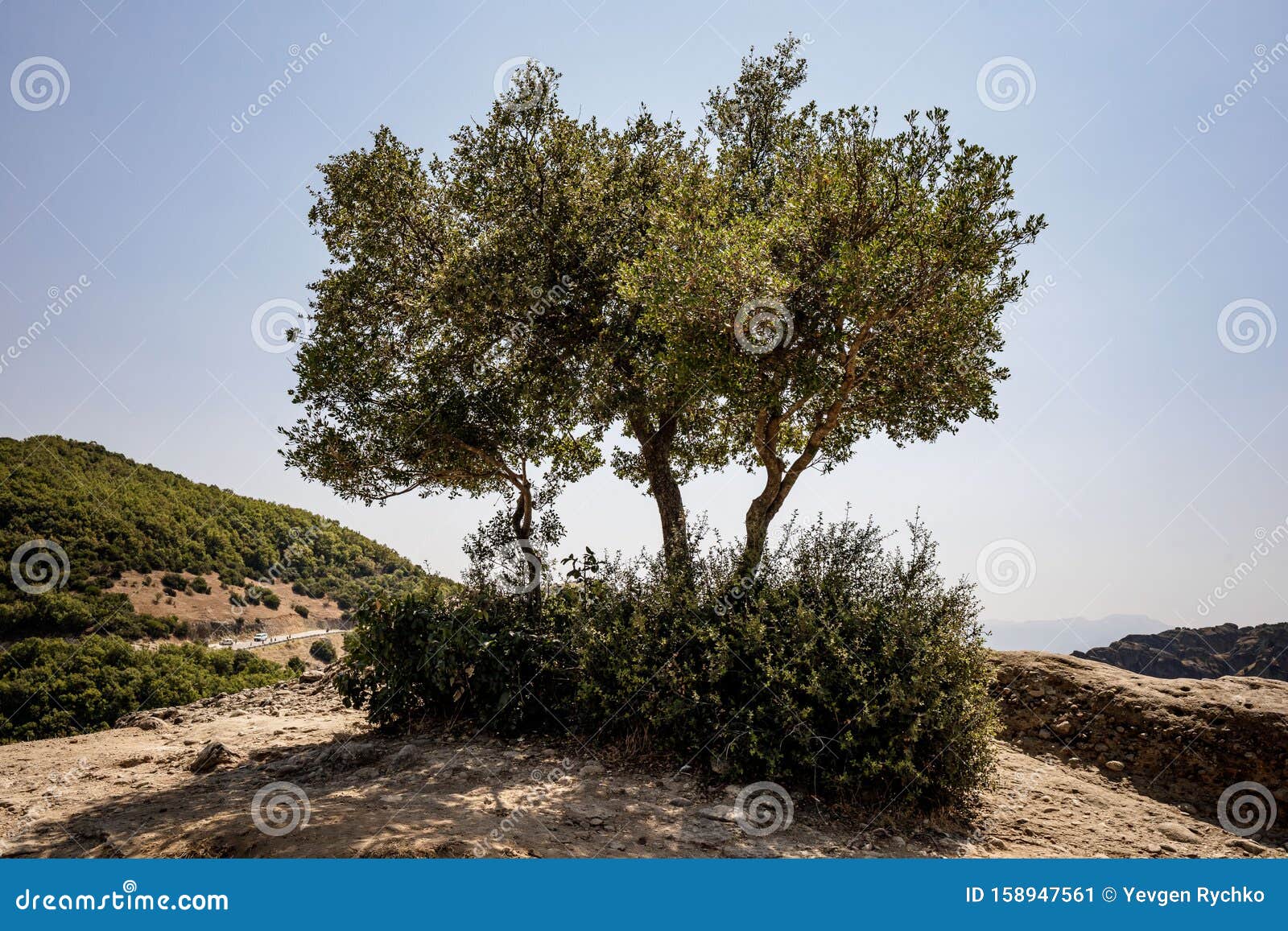 One Olive Tree Growing on a Hillside Stock Image - Image of leaves ...