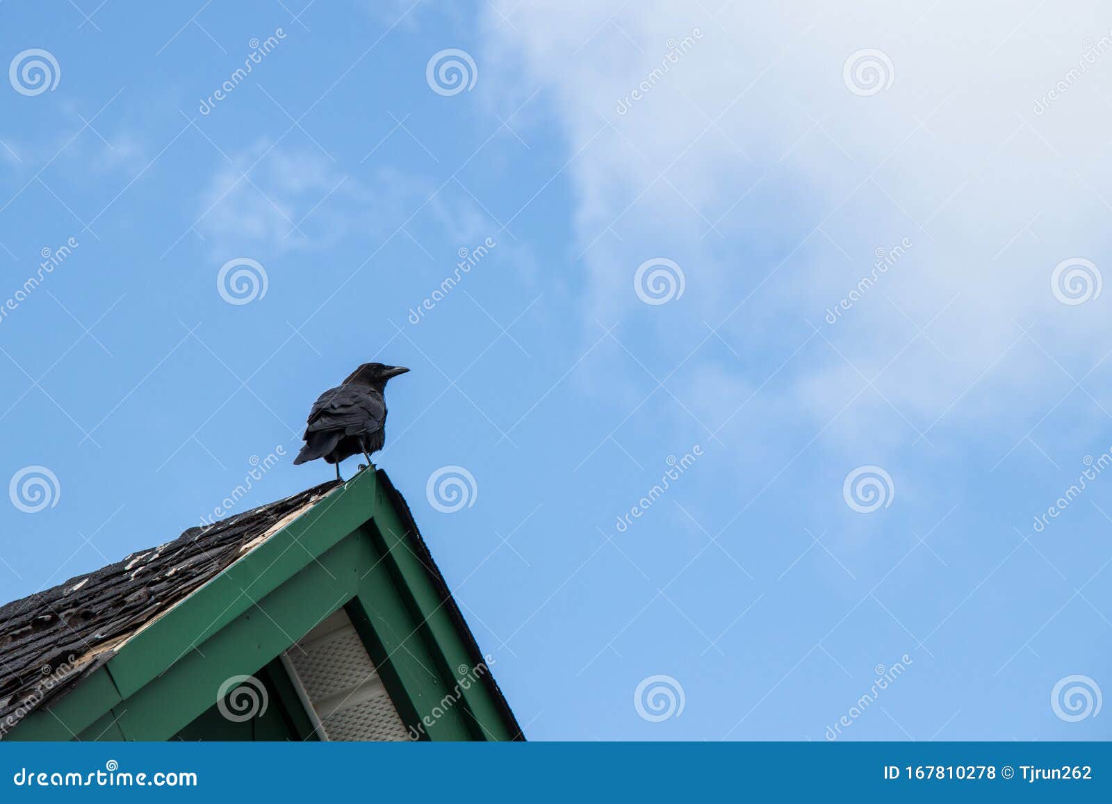 Black Crow Sitting on the Peak of a Building Stock Photo - Image of ...