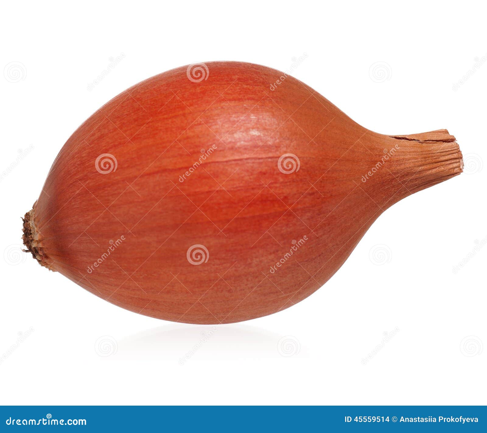 One onion stock photo. Image of onion, bulb, harvest - 45559514