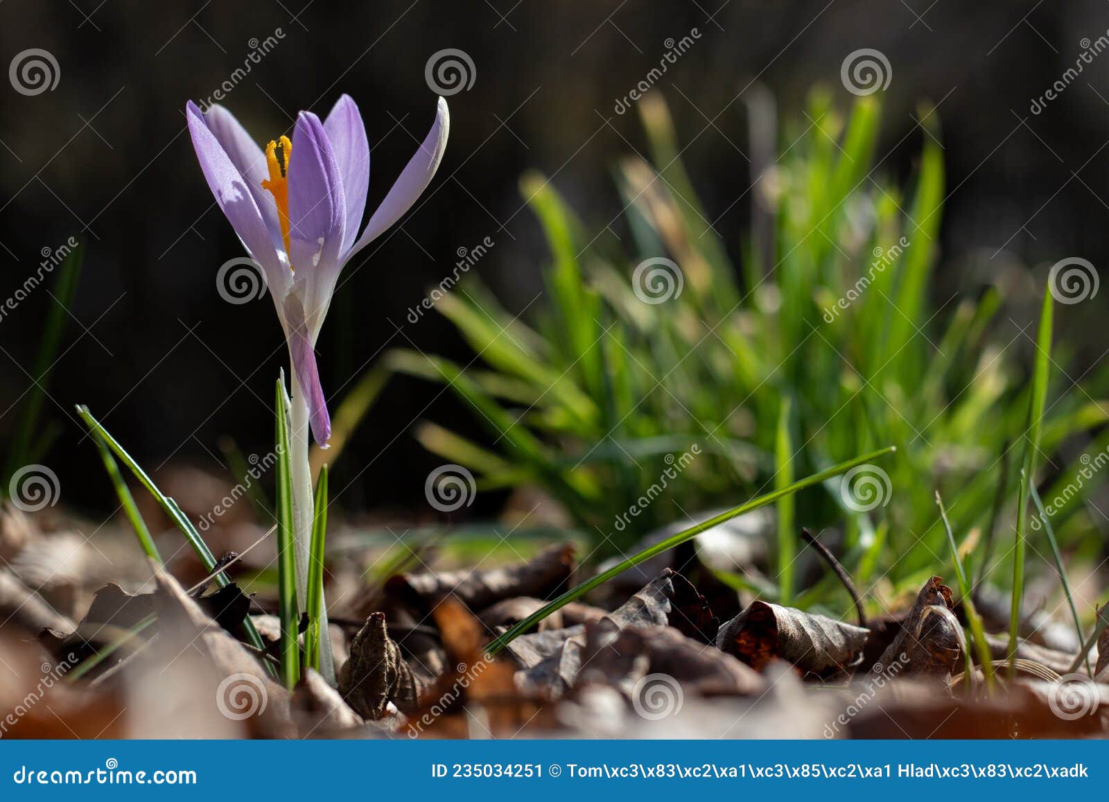 One open crocus flower stock image. Image of blurred - 235034251