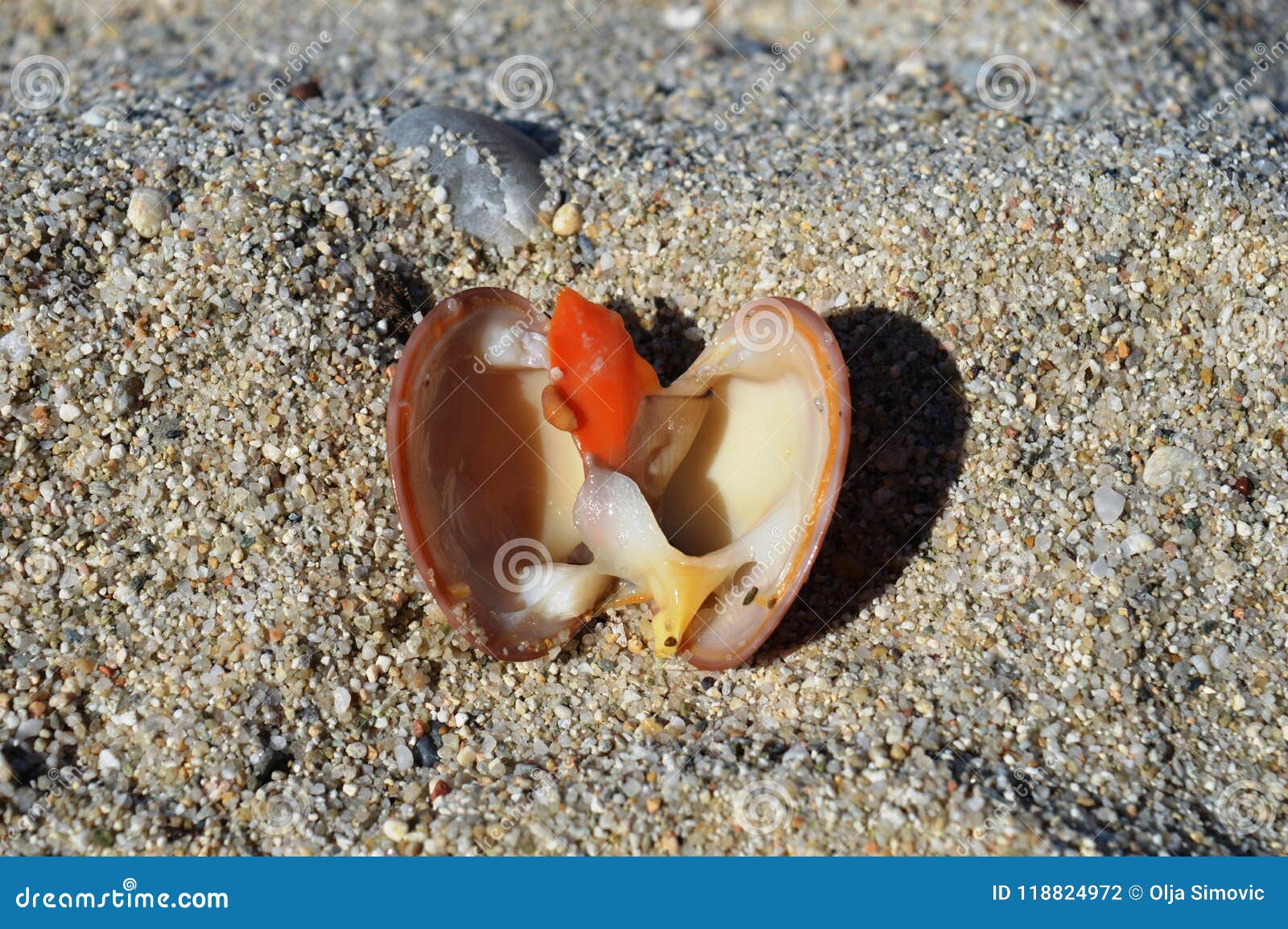 Open shell on sand stock photo. Image of sand, colors - 118824972