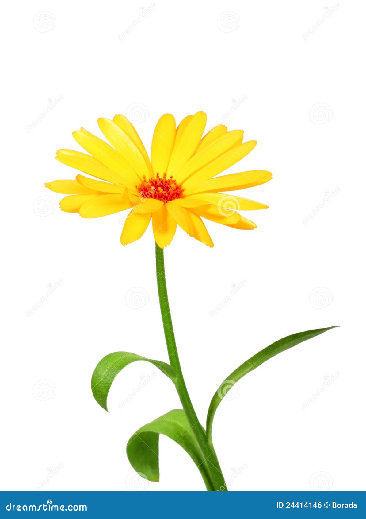 One Orange Flower of Calendula Stock Photo - Image of kalendula, petal ...