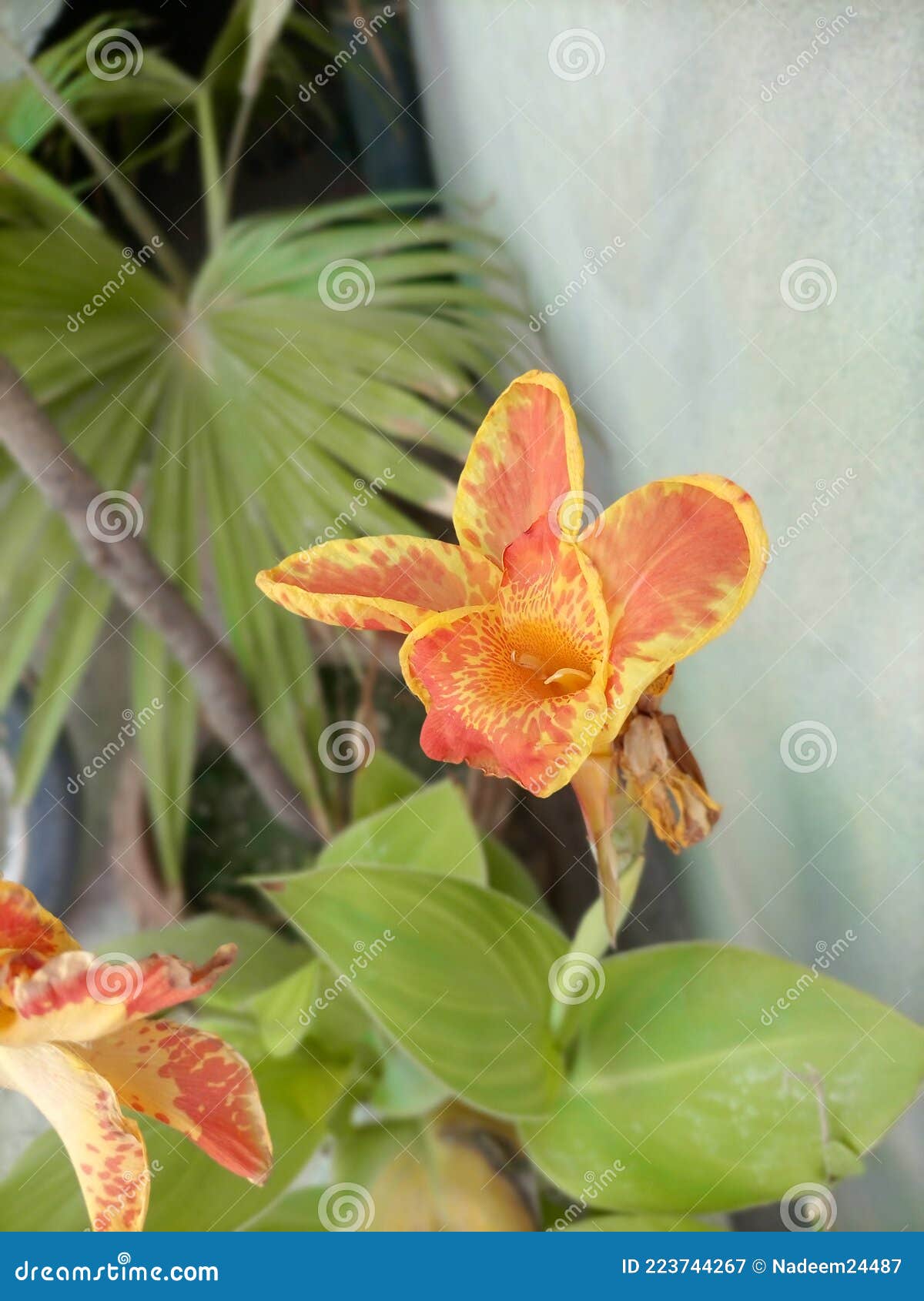 One orange flower stock image. Image of orange, flower - 223744267