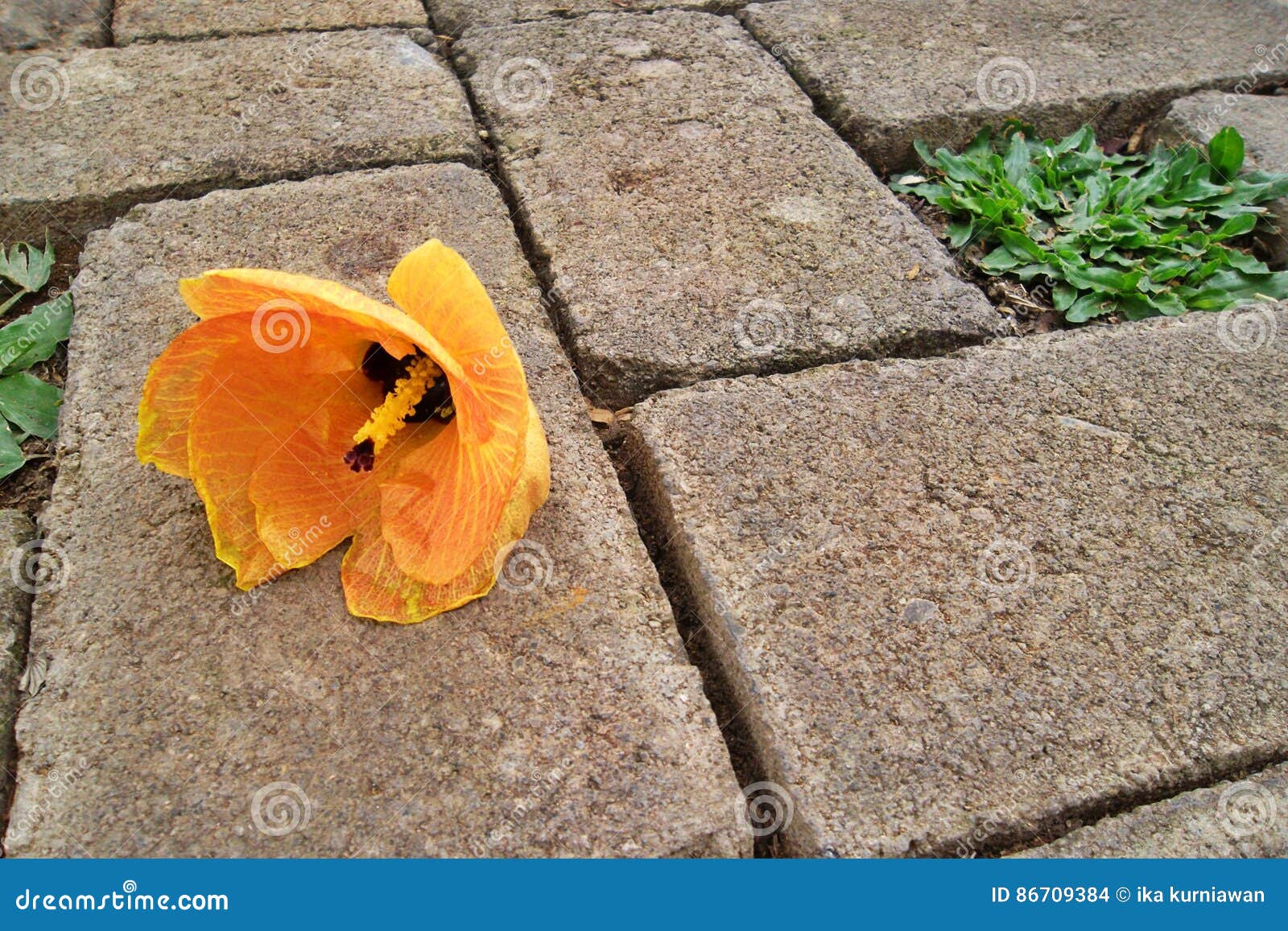 One Orange flowers stock photo. Image of street, beautiful - 86709384