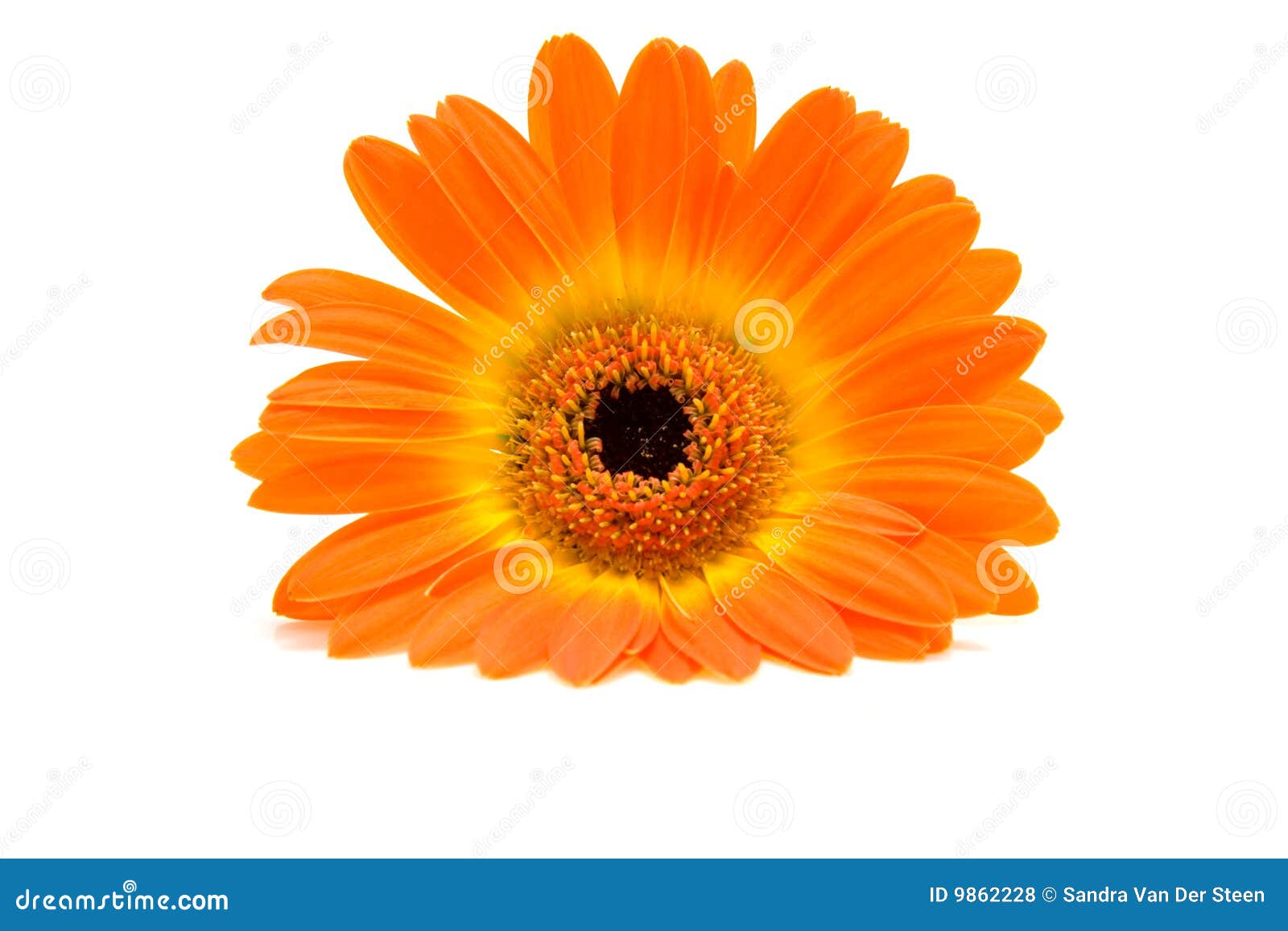 One orange Gerber stock photo. Image of background, flower - 9862228