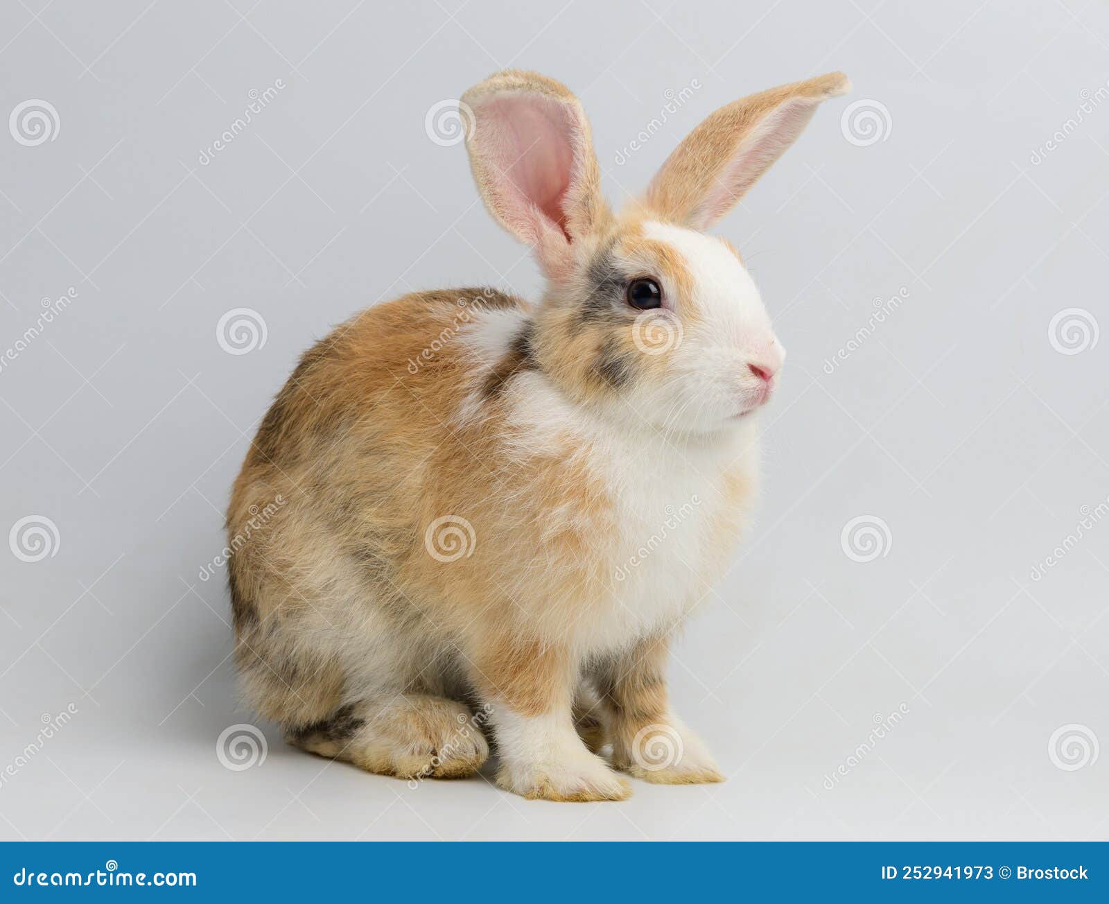 One Orange Rabbit on White Background Stock Image - Image of domestic ...