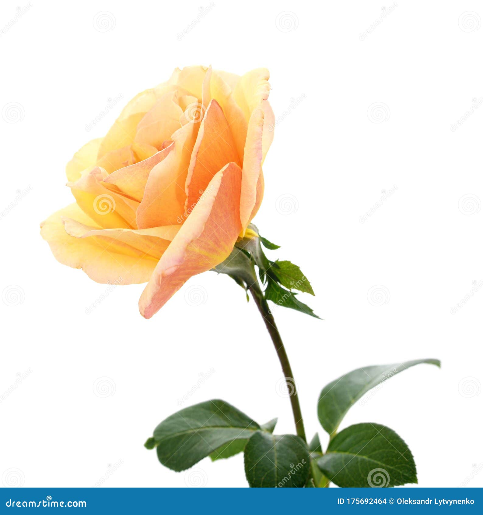 One orange roses stock photo. Image of rose, background - 175692464