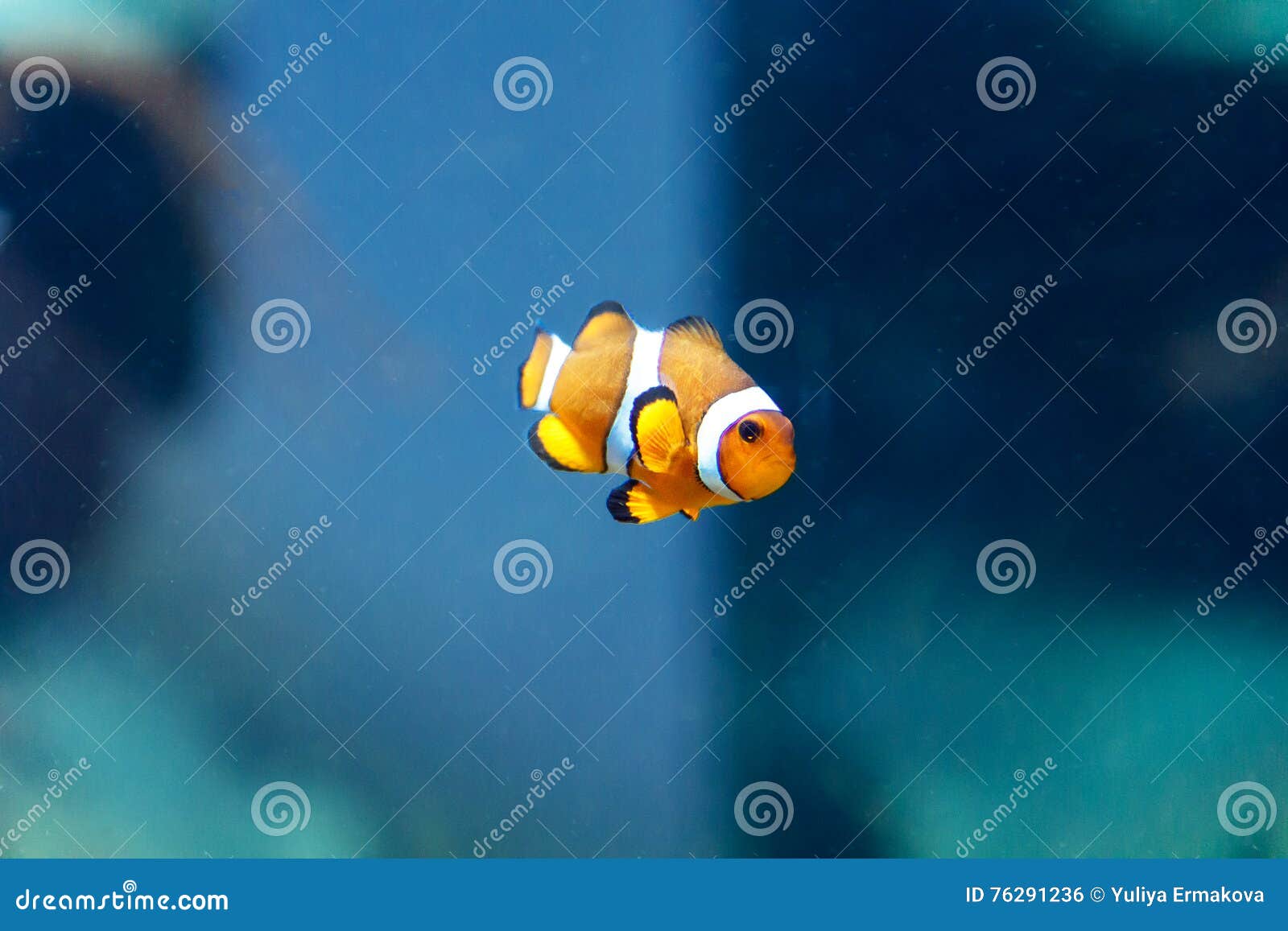 One Orange Sad Clown Fish Stock Photos - Free & Royalty-Free Stock ...
