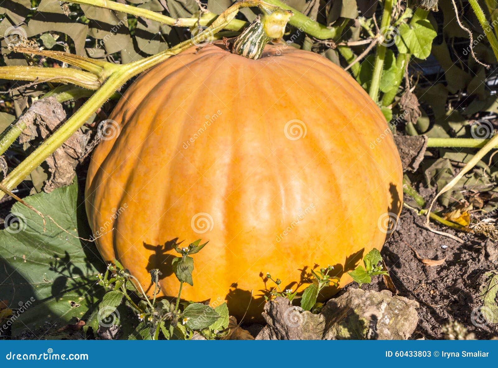 One orange squash stock image. Image of vegetarian, healthy - 60433803
