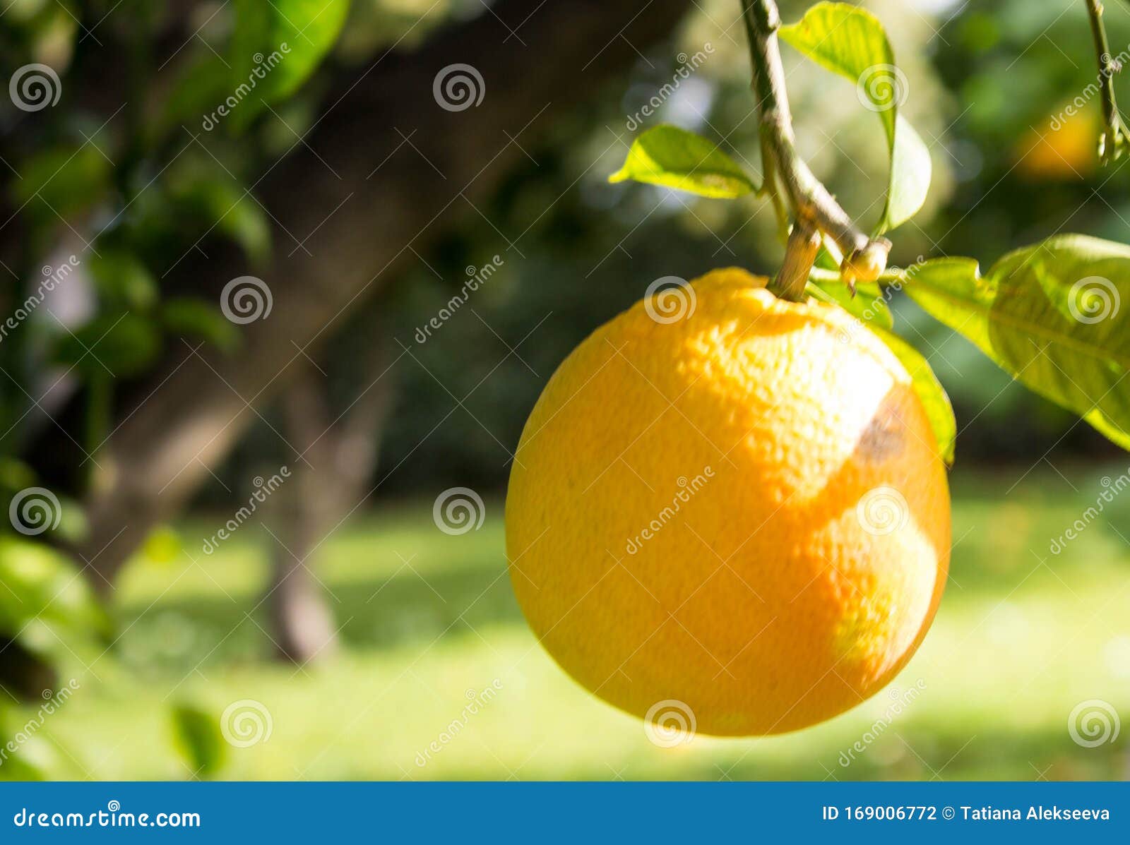 One Orange on the Tree, Green Background Stock Photo - Image of ...