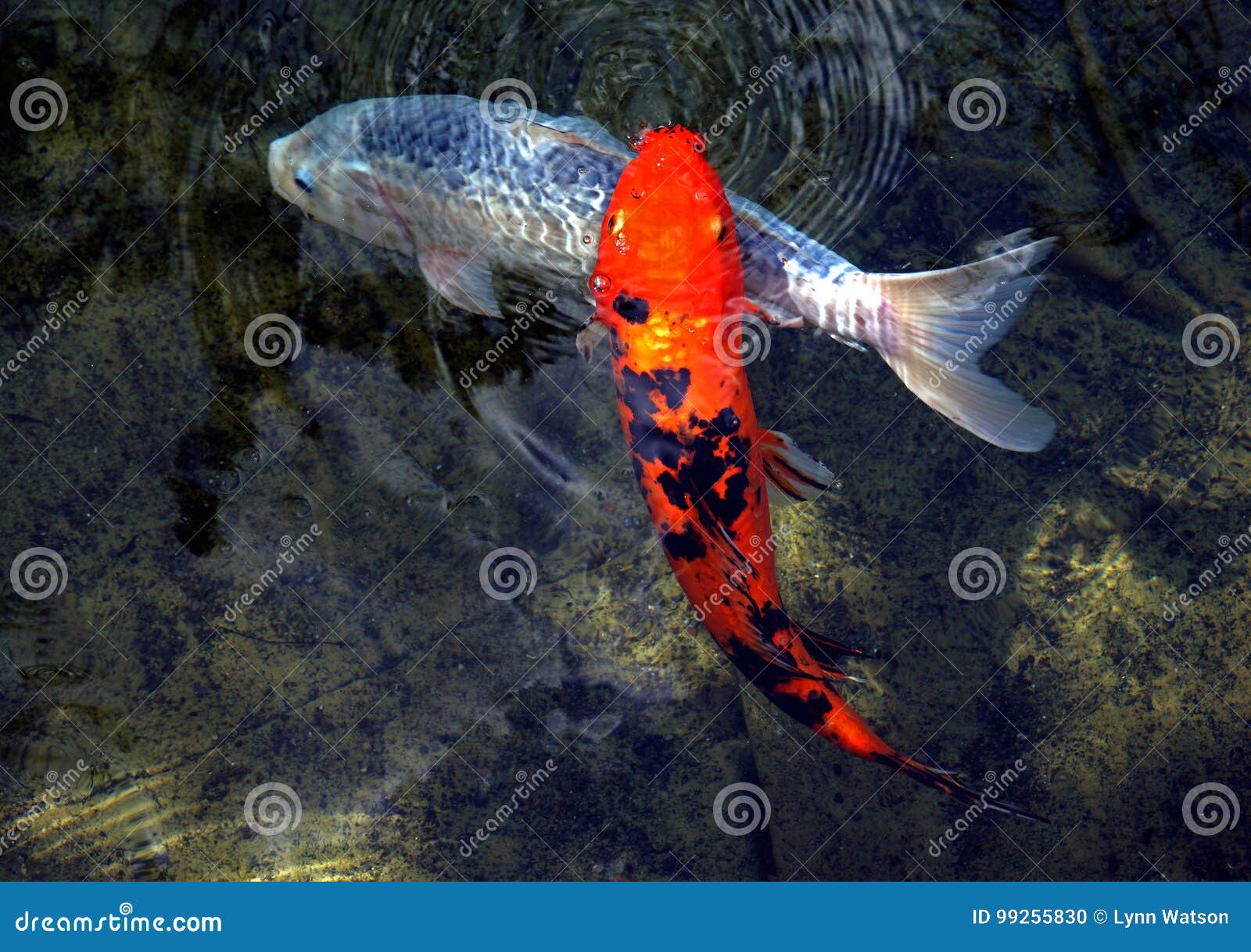 One Orange and One White Koi Fish Stock Photo - Image of nature, fish ...