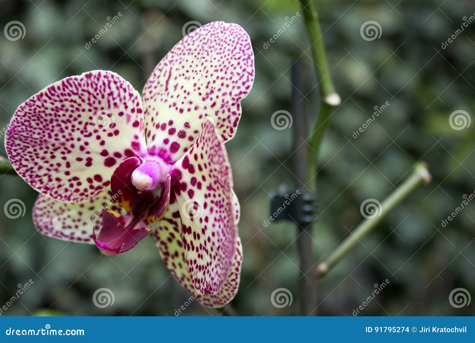 One orchid in garden stock photo. Image of natural, isolated - 91795274