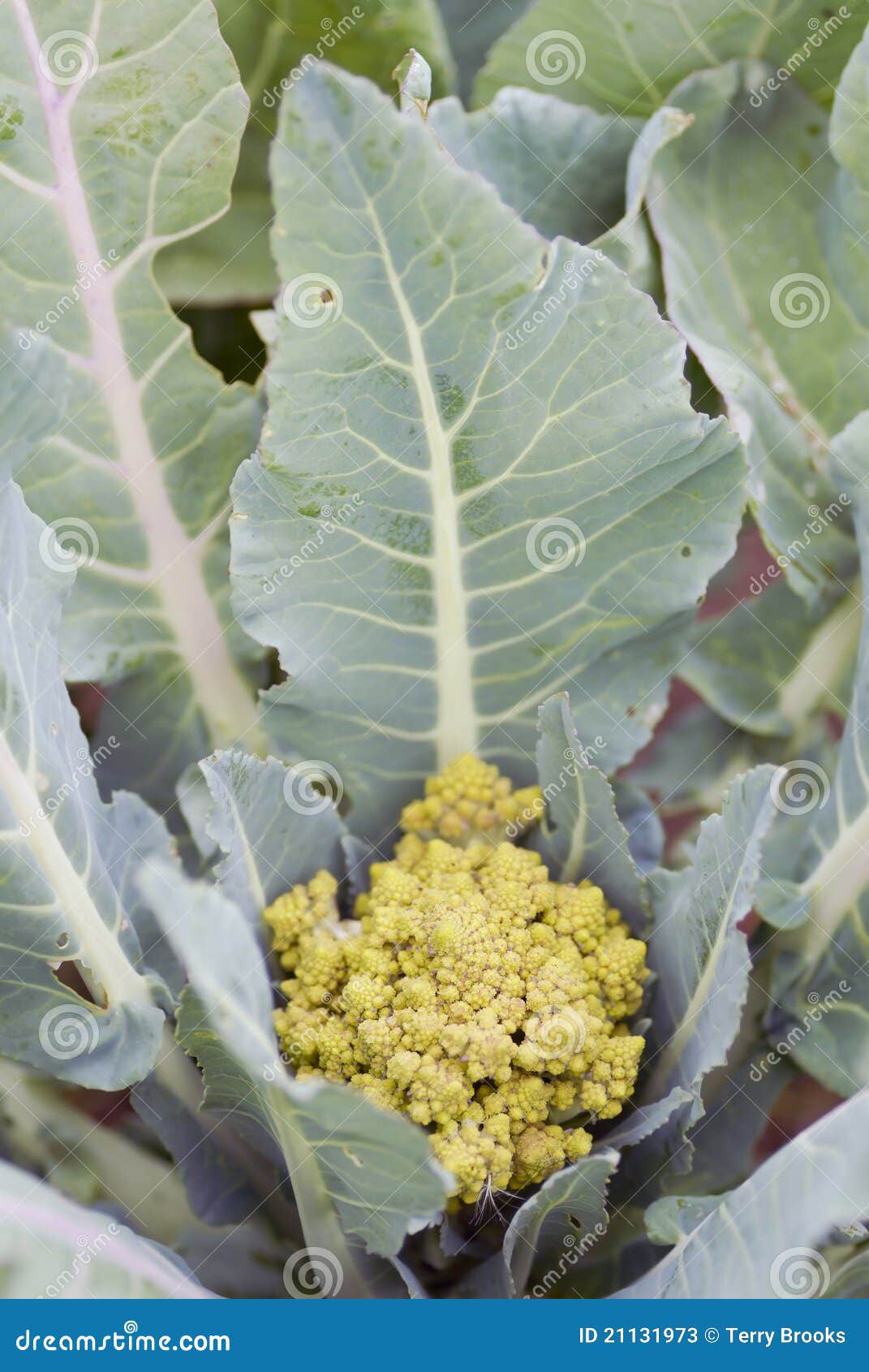 One Organic Romanesco Broccoli. Stock Image - Image of broccoli, fresh ...