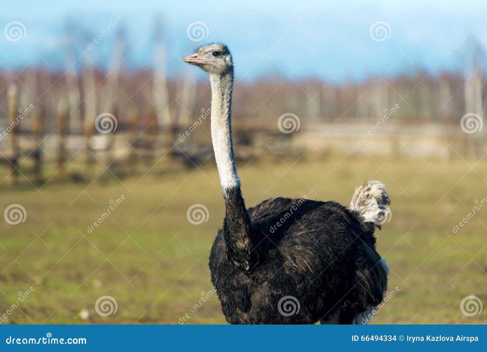 One Ostrich Walking on the Grass. Stock Photo - Image of outdoor ...