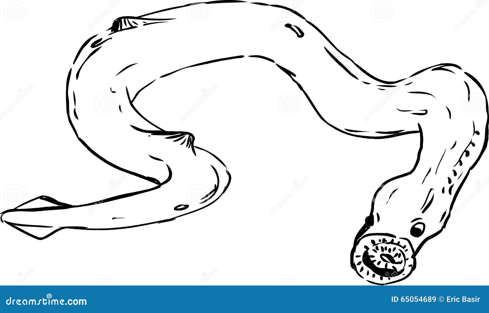 One Outlined Lamprey stock illustration. Illustration of white - 65054689