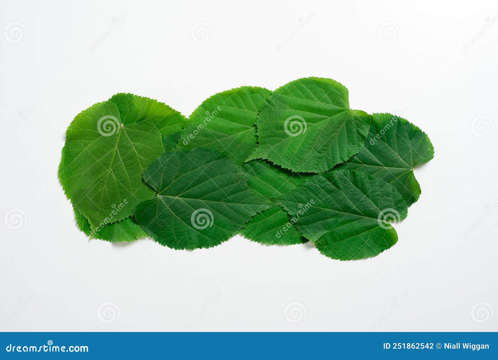 Leaves with Important Messages Written on. One Over Another Leaf with ...