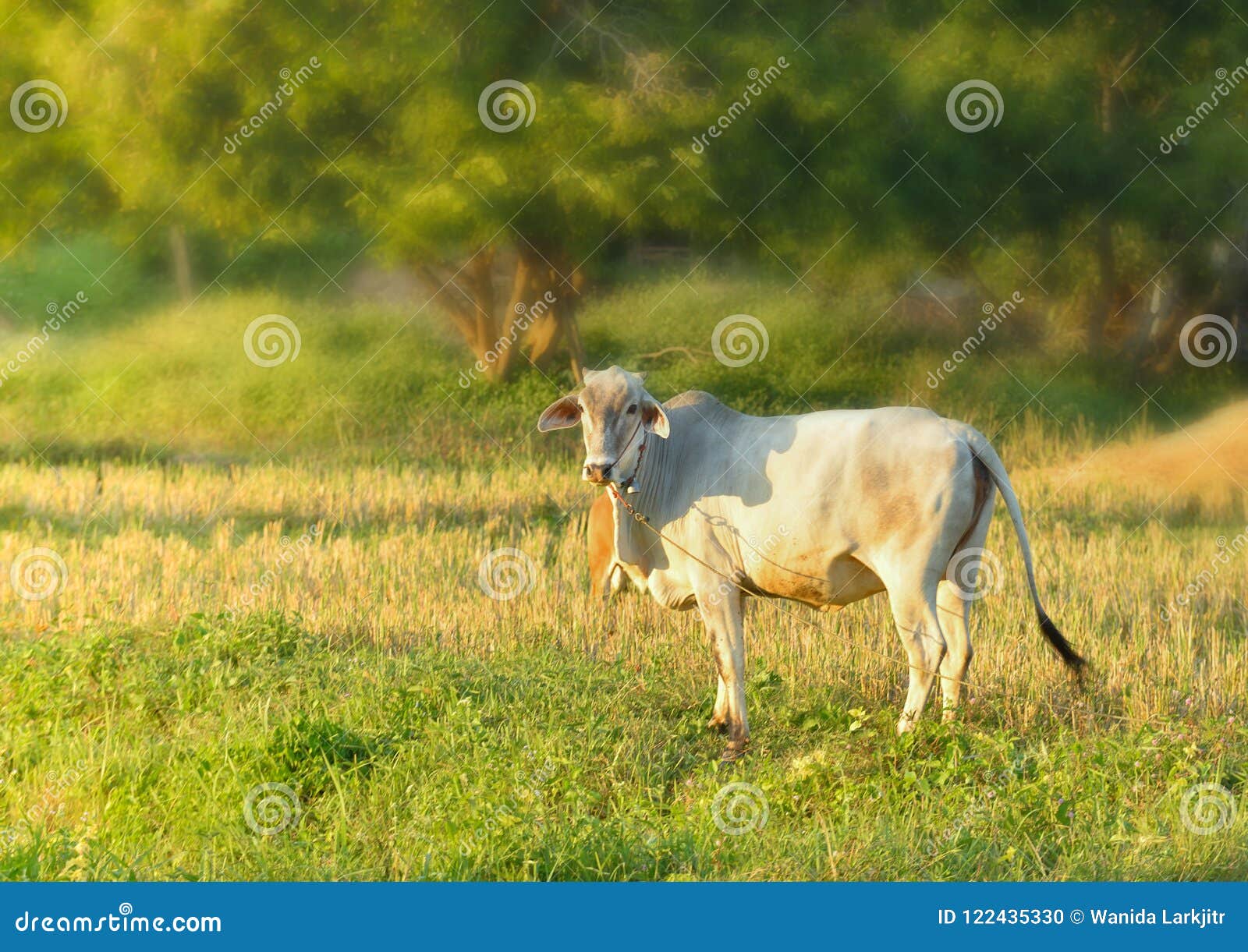 One ox in the field stock photo. Image of green, mammals - 122435330