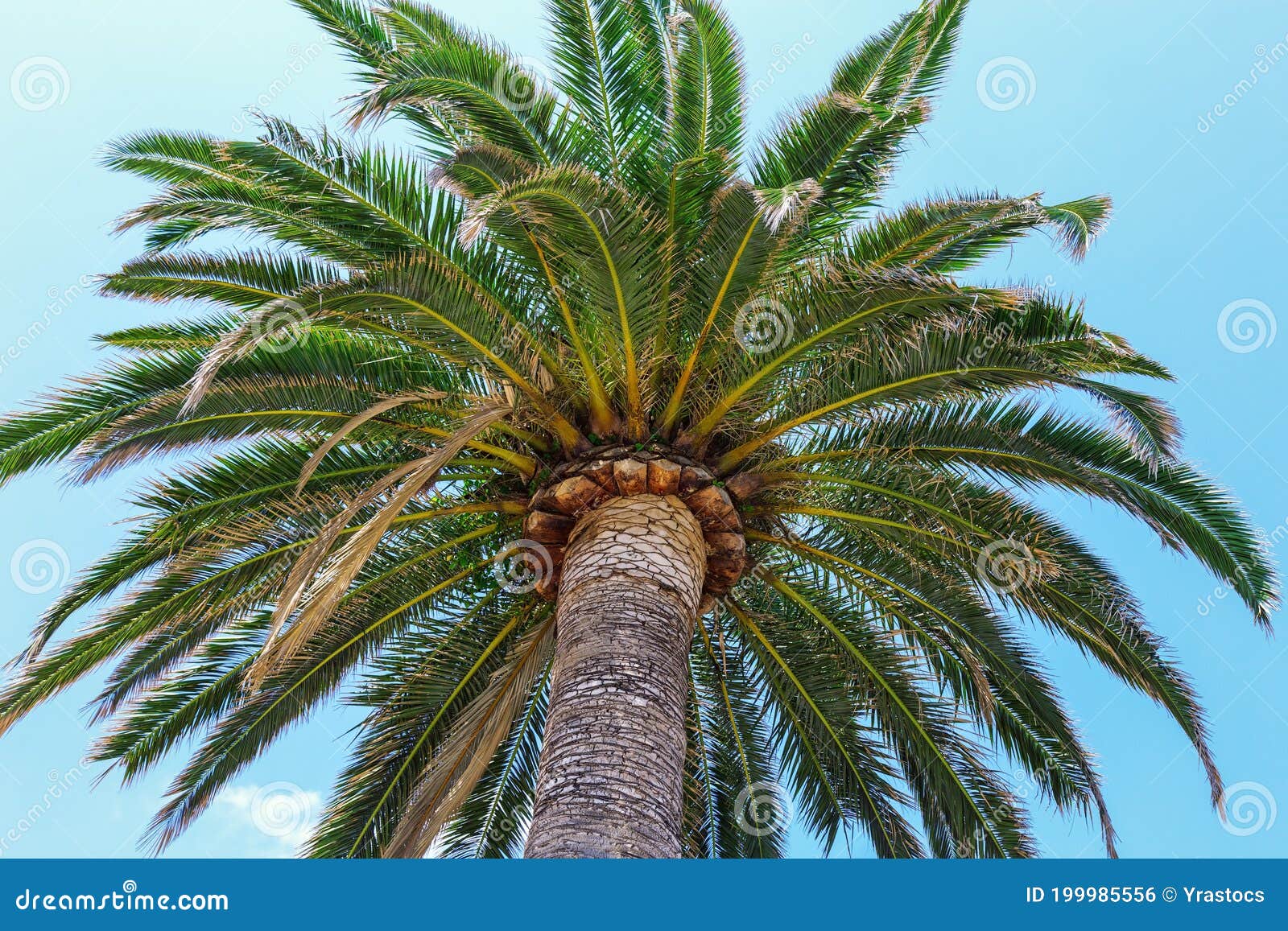 One Palm Tree on a Clear Blue Sky Background. Trunk of Palm Going into ...