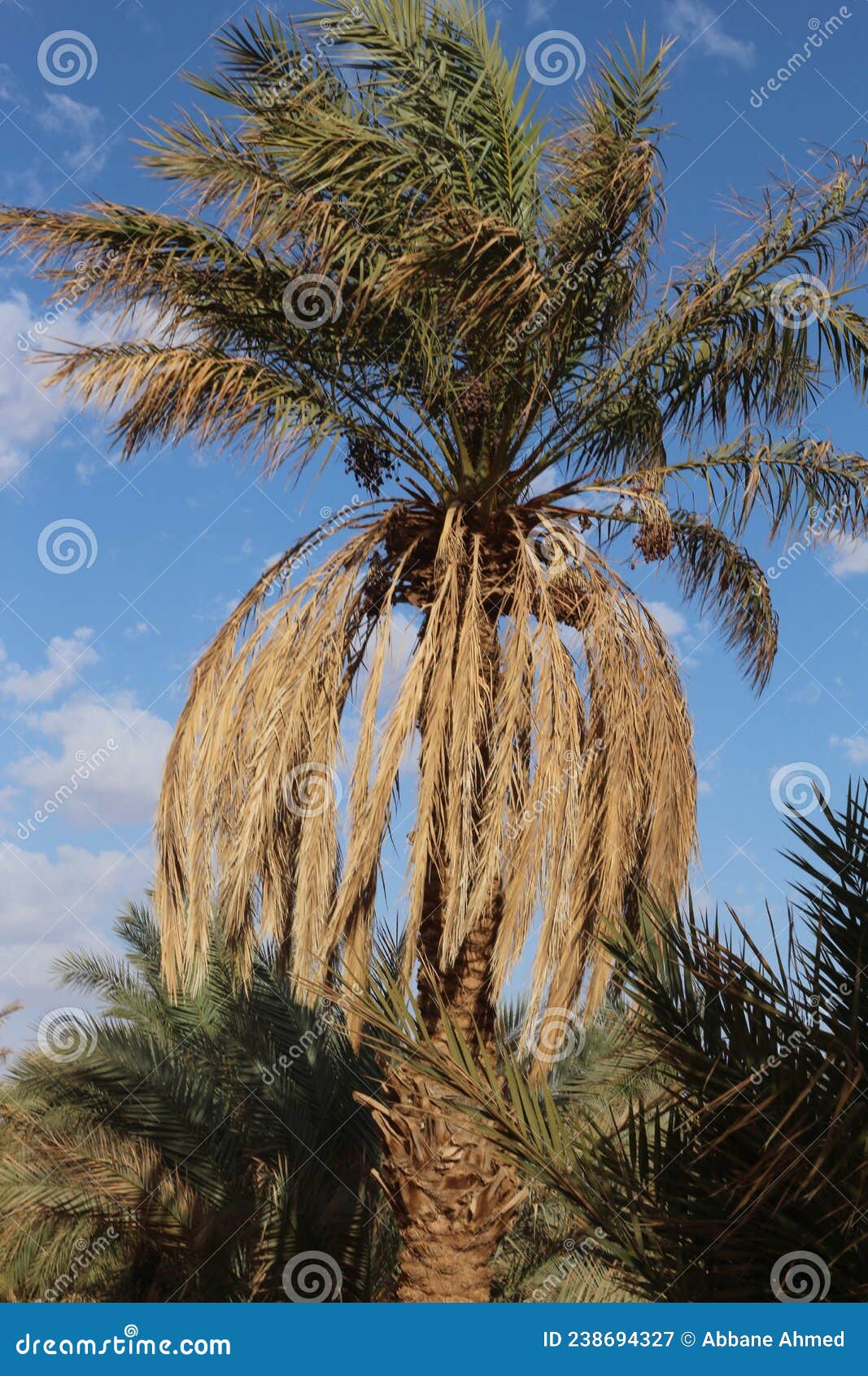 One Palm Tree in the Desert of Algeria Stock Image - Image of beach ...