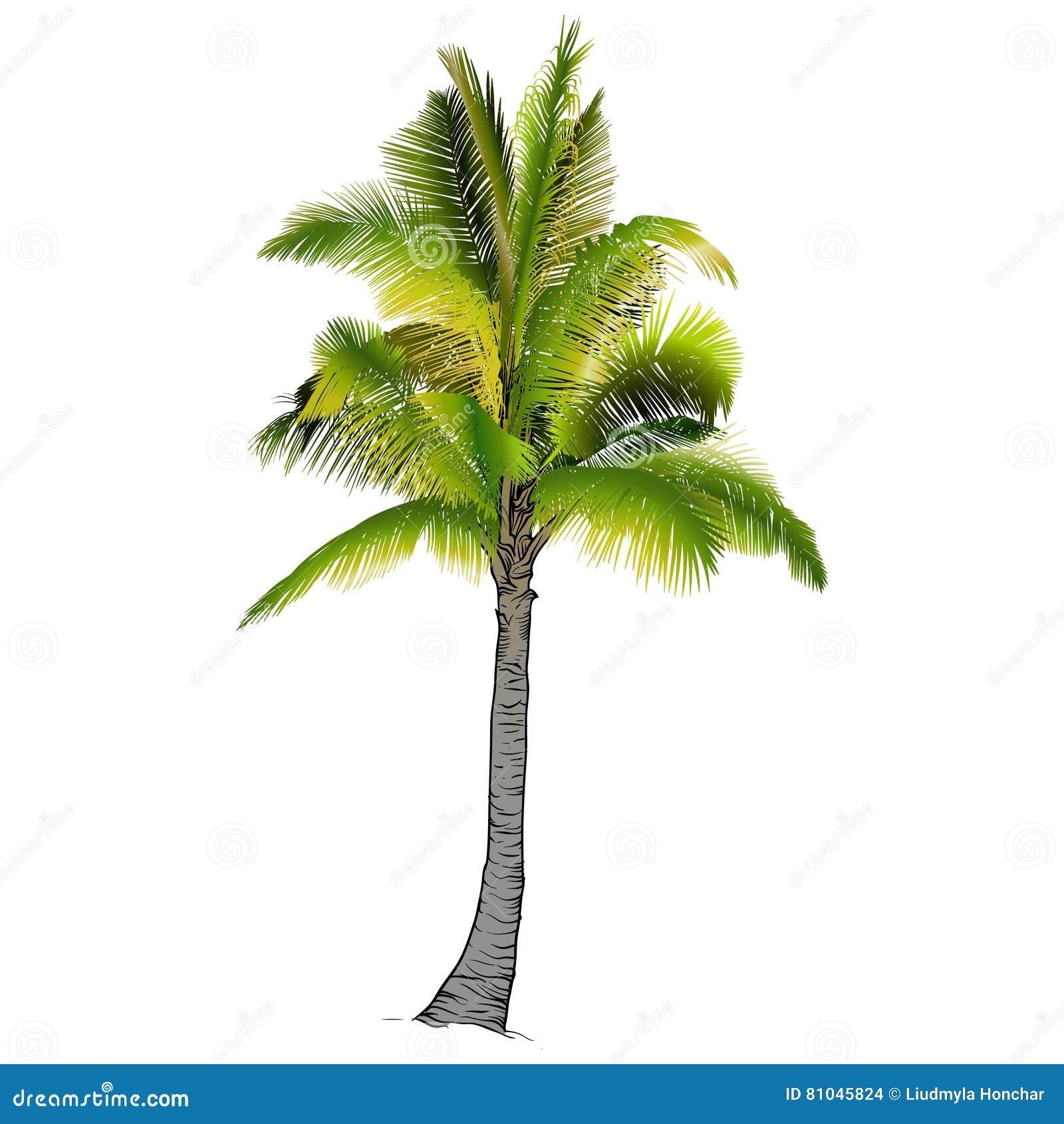 One palm tree. stock vector. Illustration of design, botany - 81045824