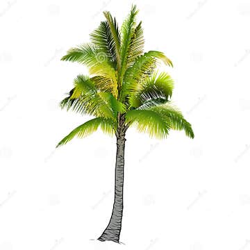 One palm tree. stock vector. Illustration of design, botany - 81045824