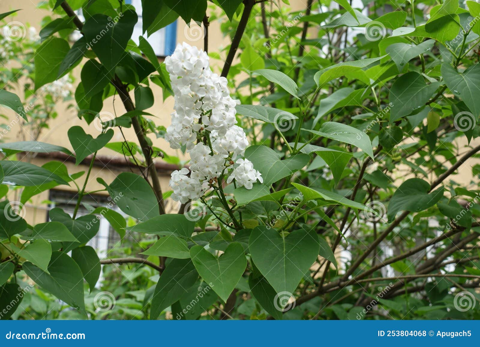 One Panicle of White Flowers of Lilac in May Stock Photo - Image of ...