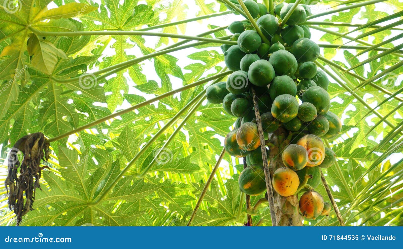 One Papaya Tree with Fruits. Stock Image - Image of tropical, grow ...