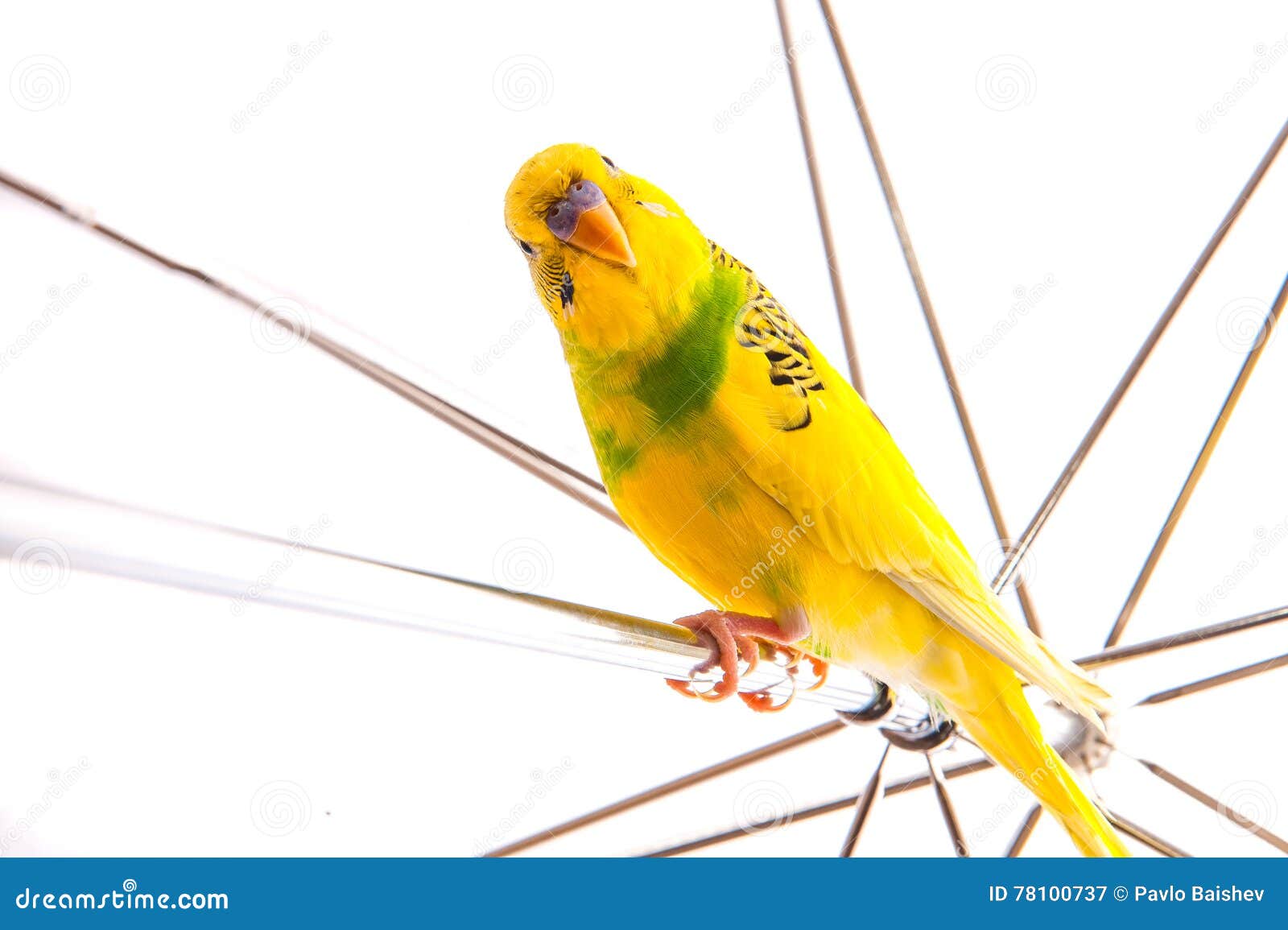 One parrot budgies. stock image. Image of isolated, beautiful - 78100737