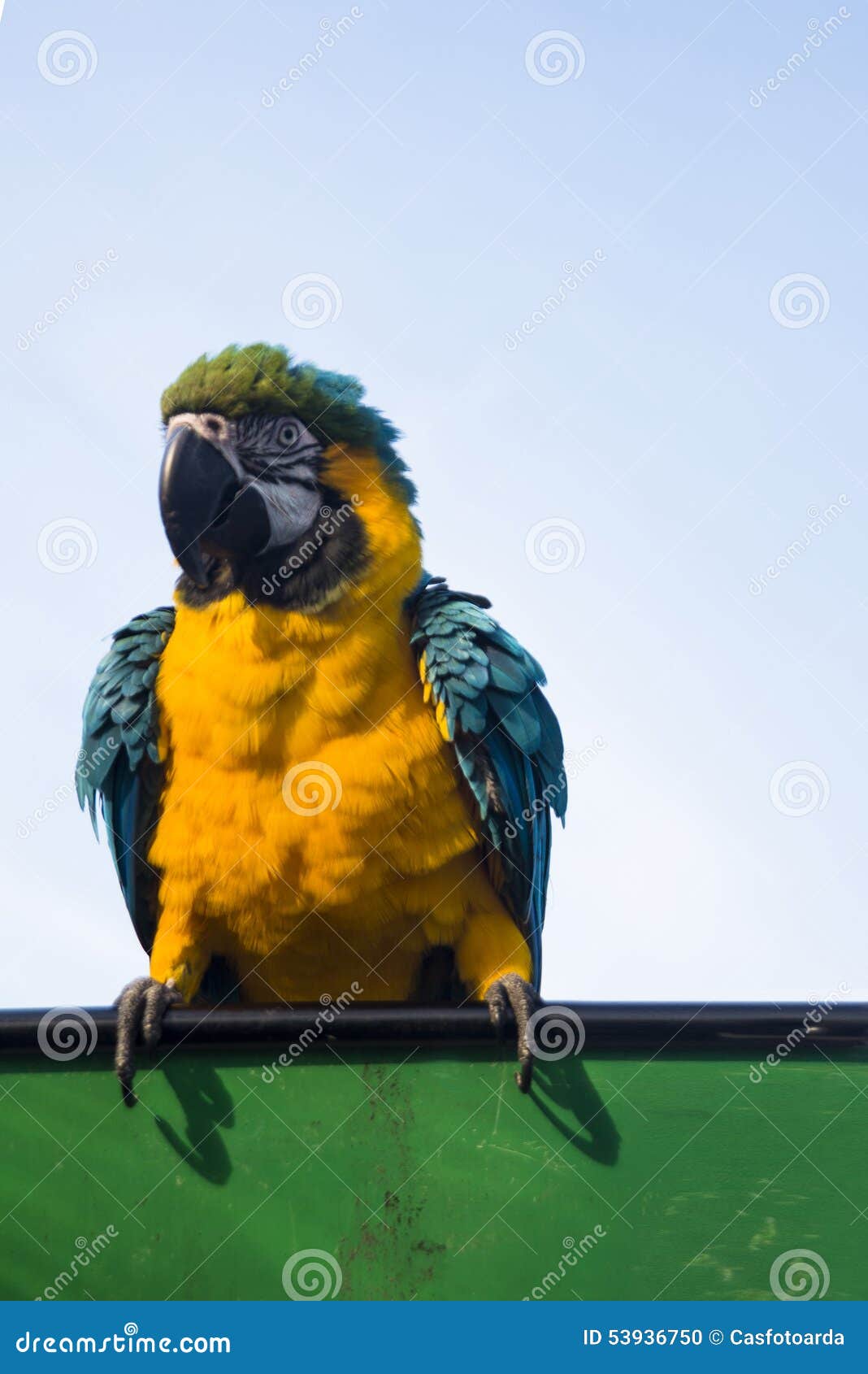 One parrot stock photo. Image of bird, birds, yellow - 53936750