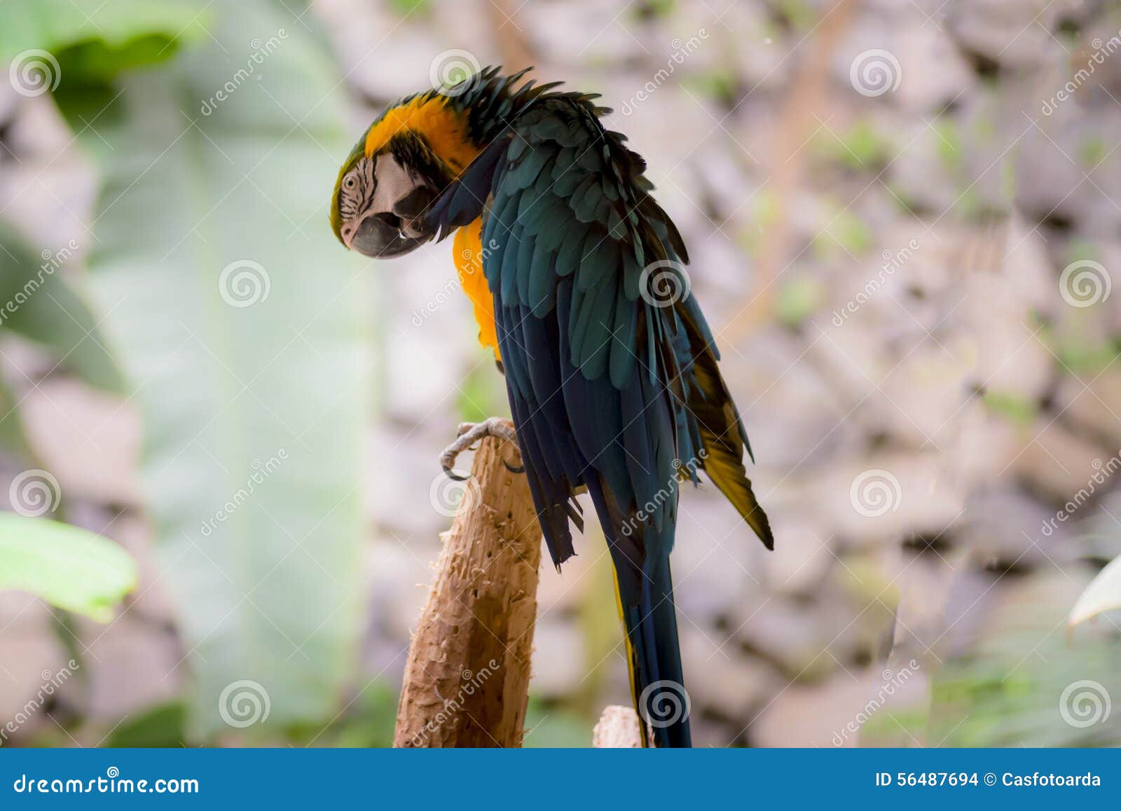 One parrot stock photo. Image of white, amazon, parrots - 56487694