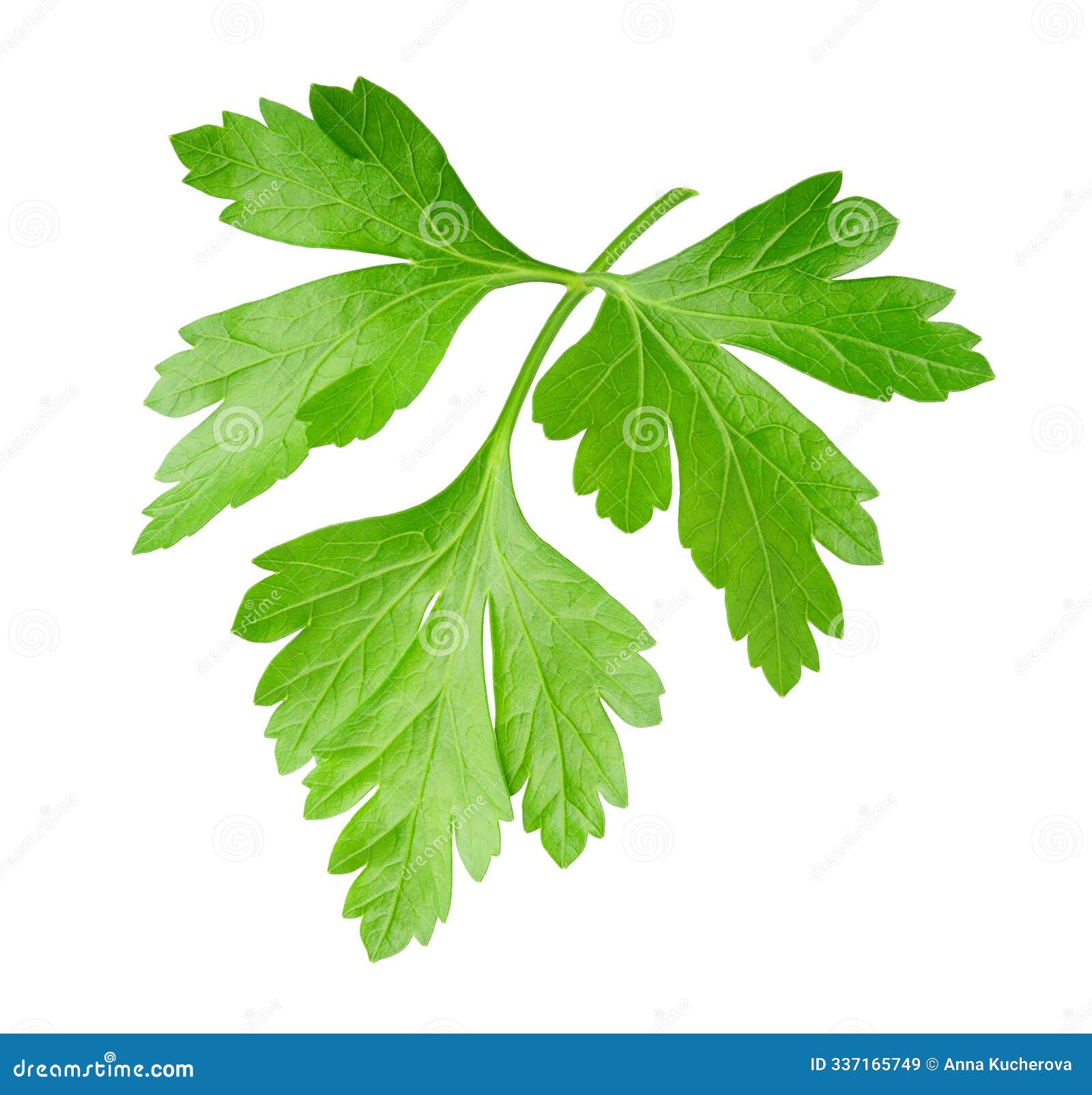 One Parsley Leaf Isolated on White Stock Image - Image of green, single ...