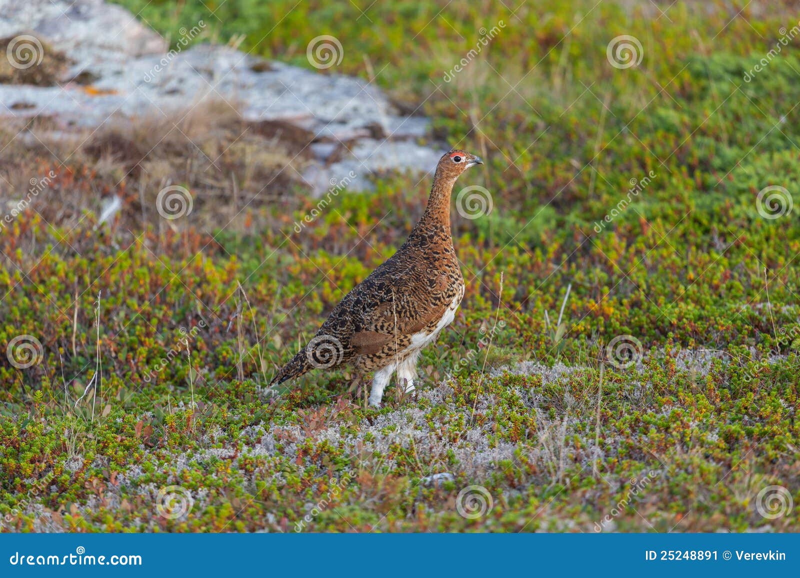 One Partridge on a Stone in Tundra Stock Image - Image of autumn ...