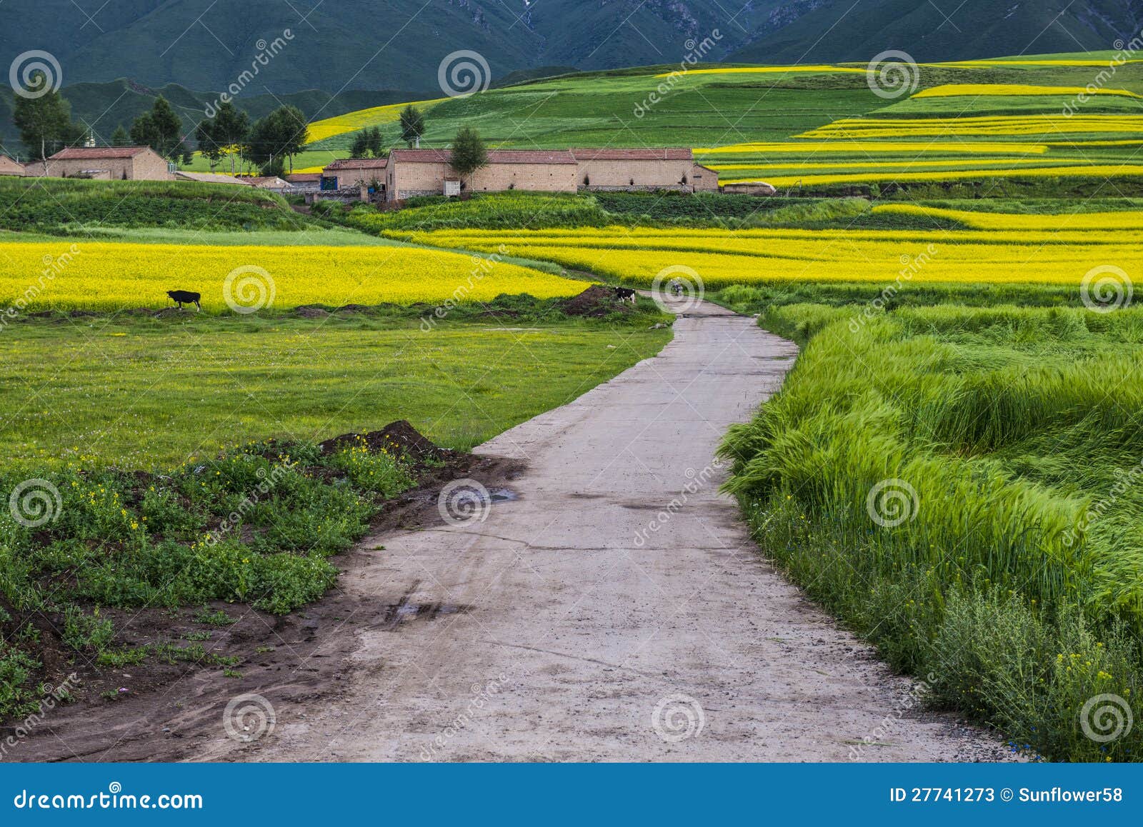 One Path Leads To the Village Stock Image - Image of tourism, natural ...