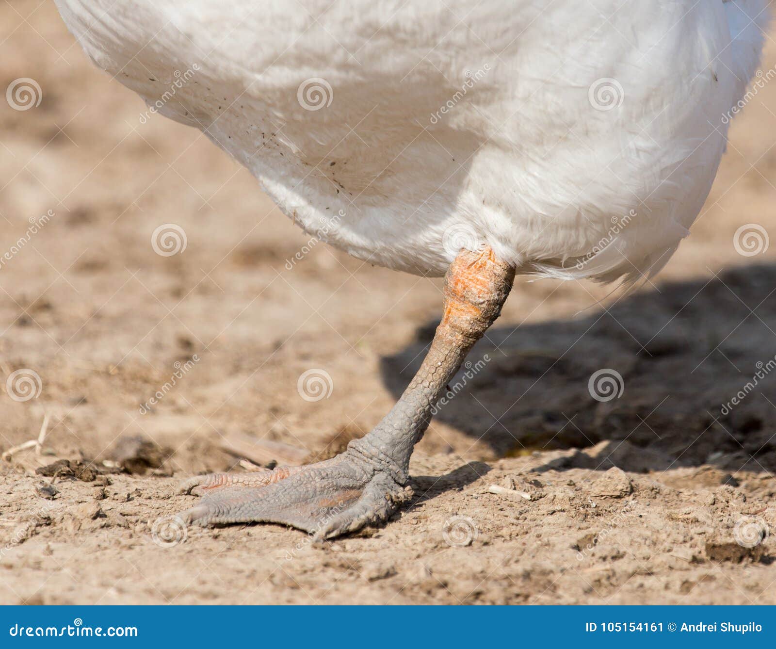 One paw ducks in nature stock image. Image of goose - 105154161