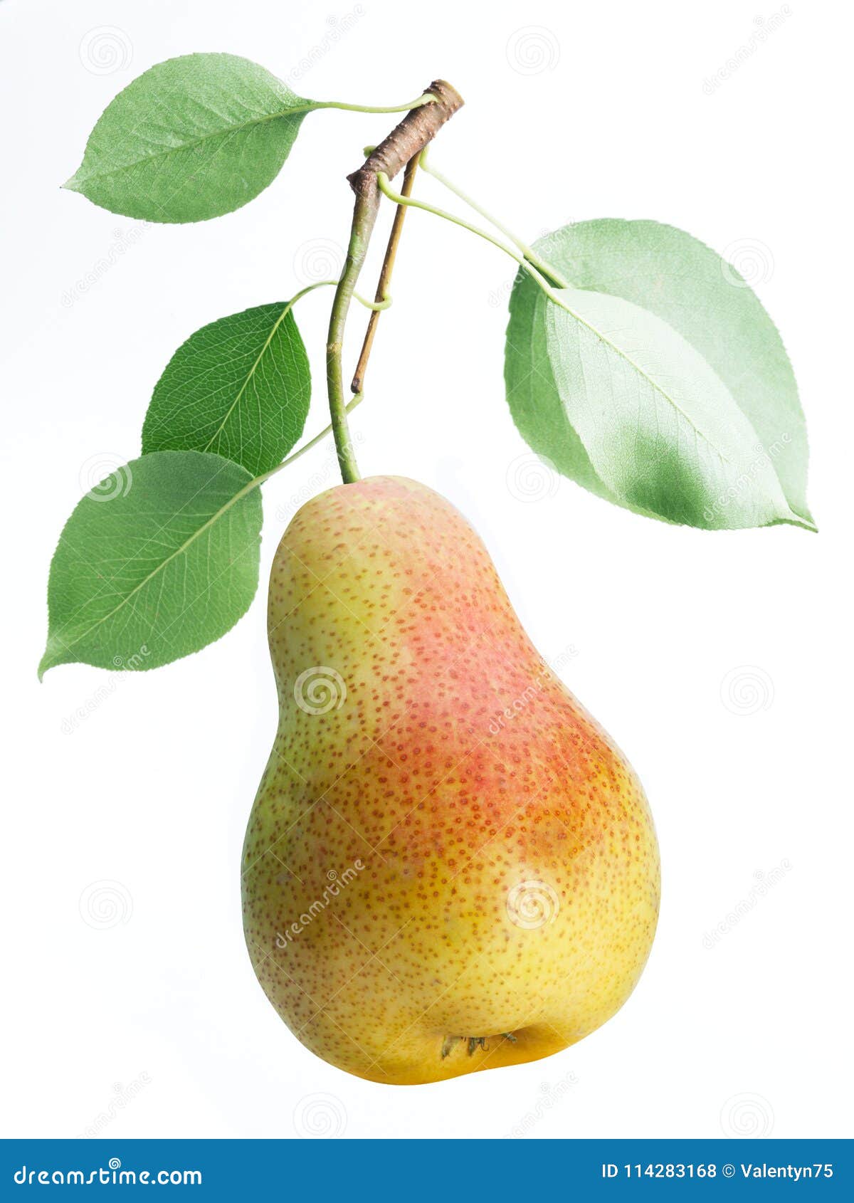 One Pear Fruit with Pear Leaves on White Background. Stock Photo ...