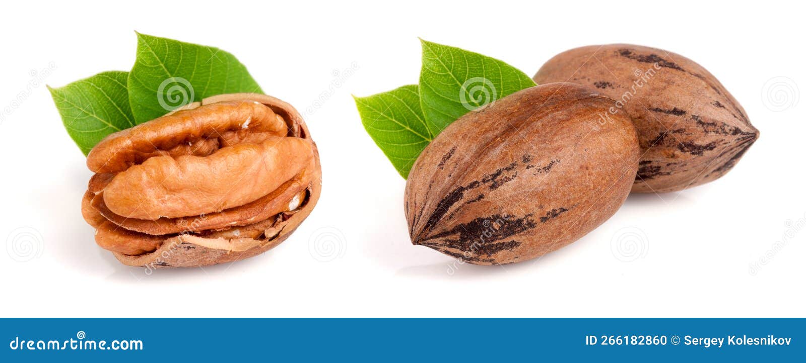 One Pecan with Leaves Isolated on White Background Stock Photo - Image ...