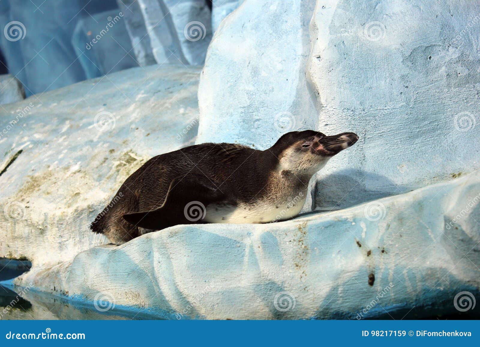 One penguin on an iceberg stock image. Image of blue - 98217159