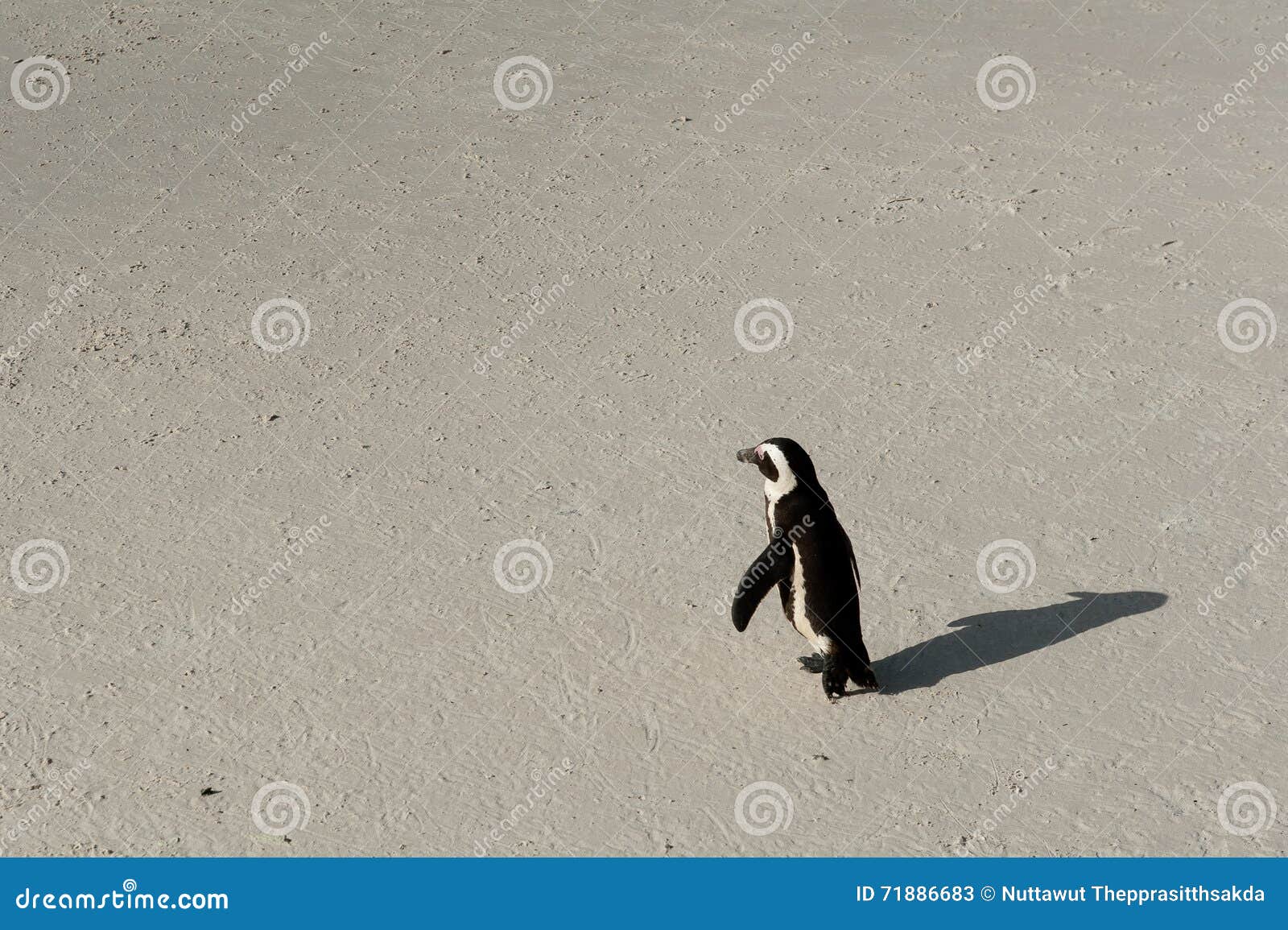 One penguin walking stock image. Image of penguin, animals - 71886683