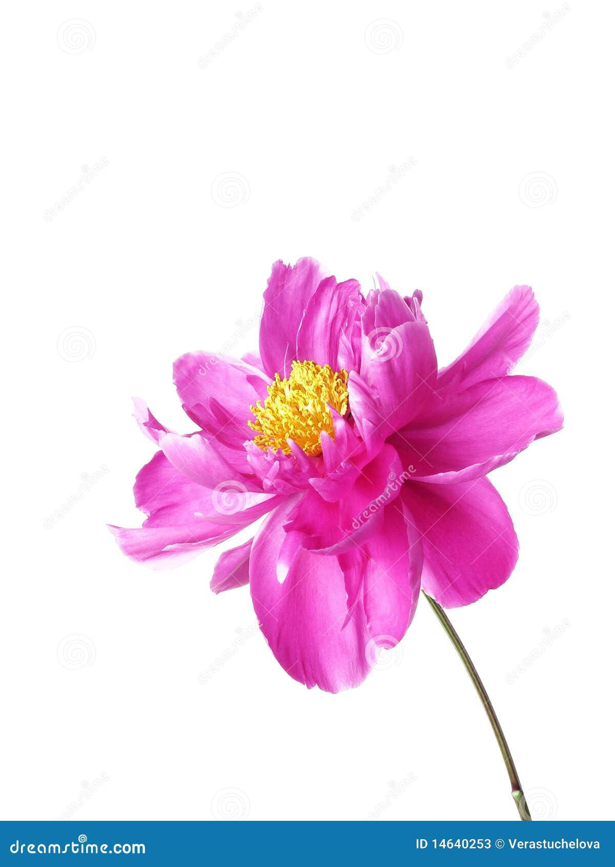 One peony stock image. Image of flower, nature, closeup - 14640253