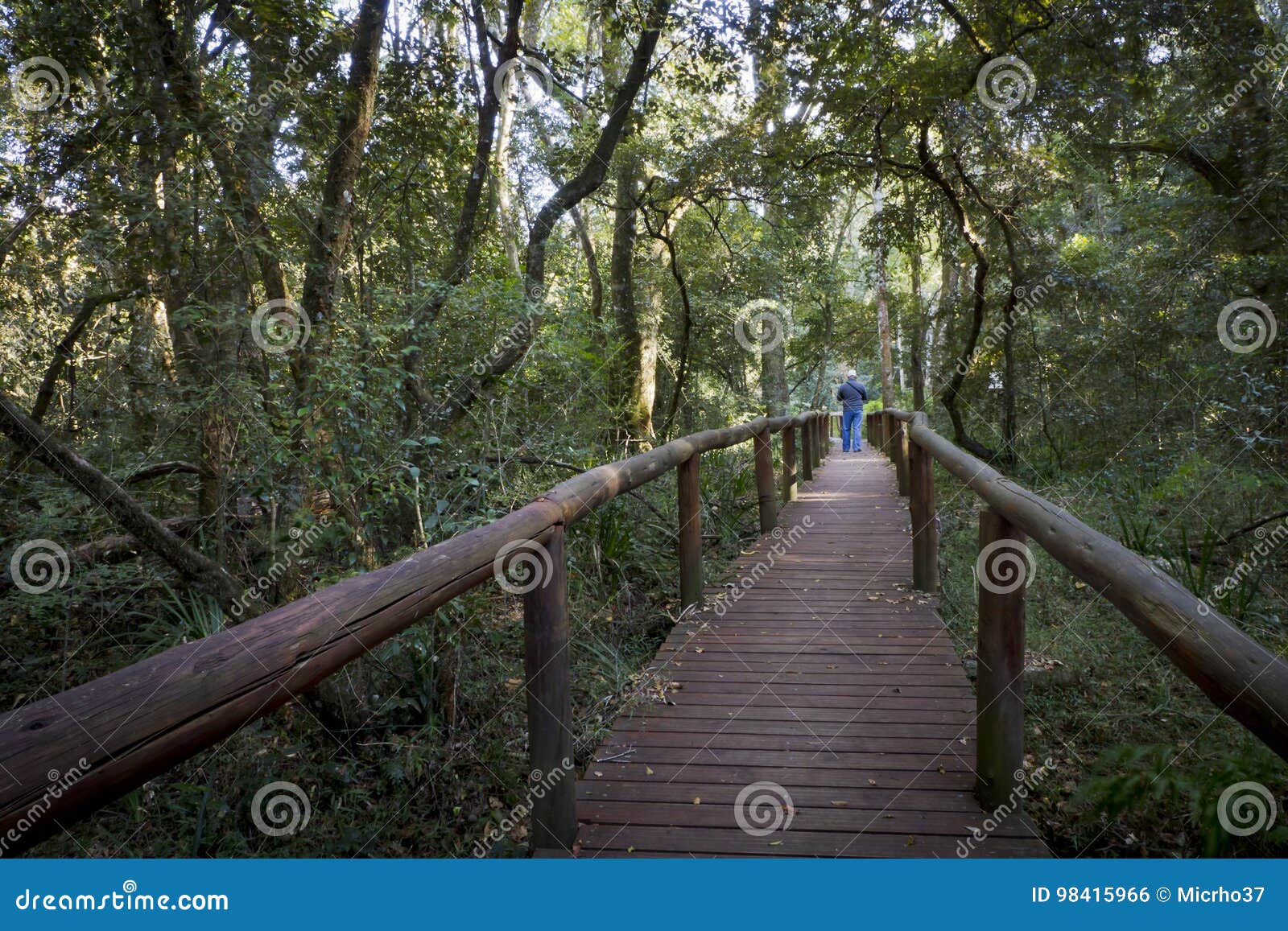 One Person on Forest Walkway Stock Photo - Image of peaceful, tranquil ...