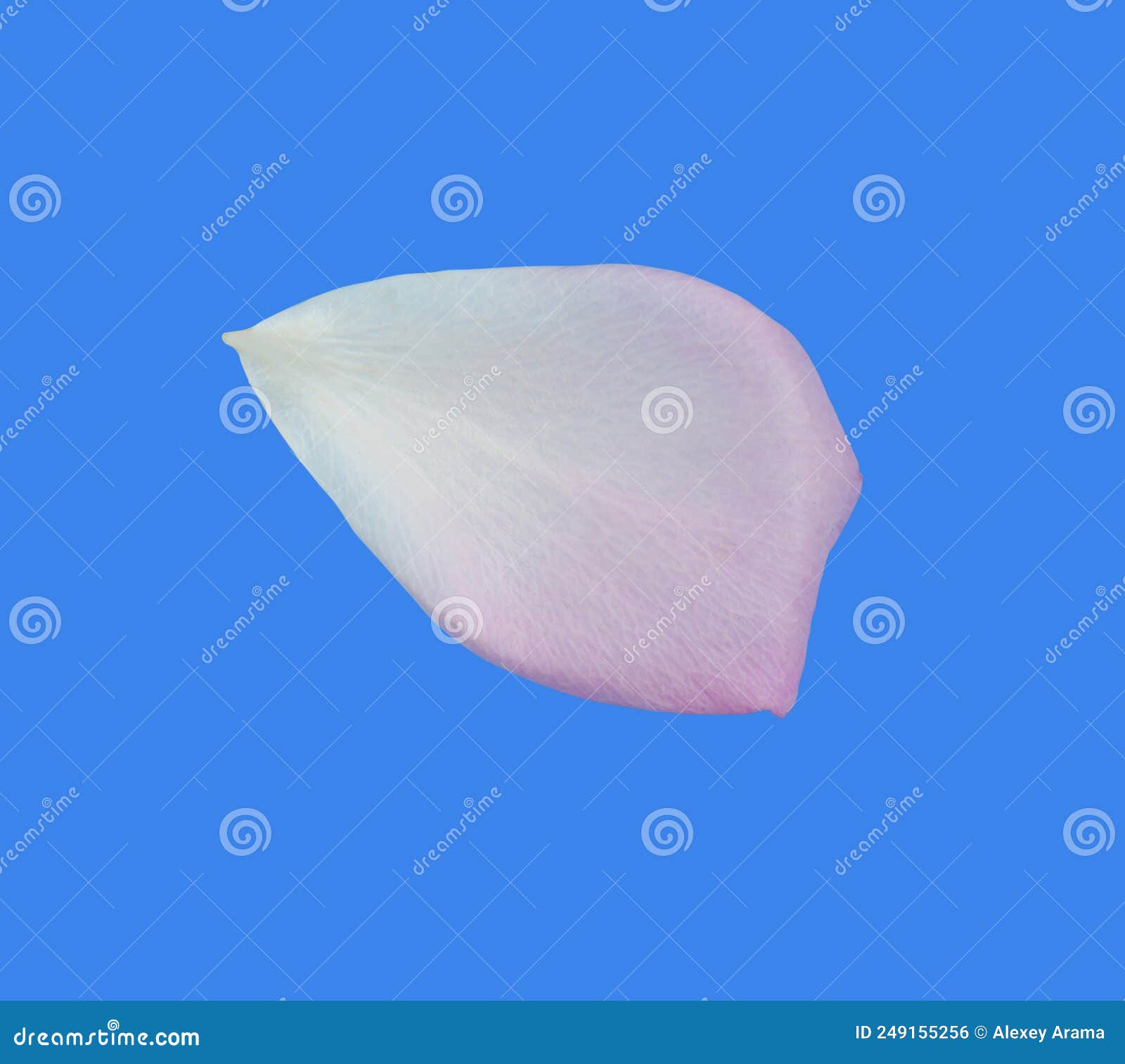 One Petal, of a Rose Flower, on a Blue Background in Isolation Stock ...