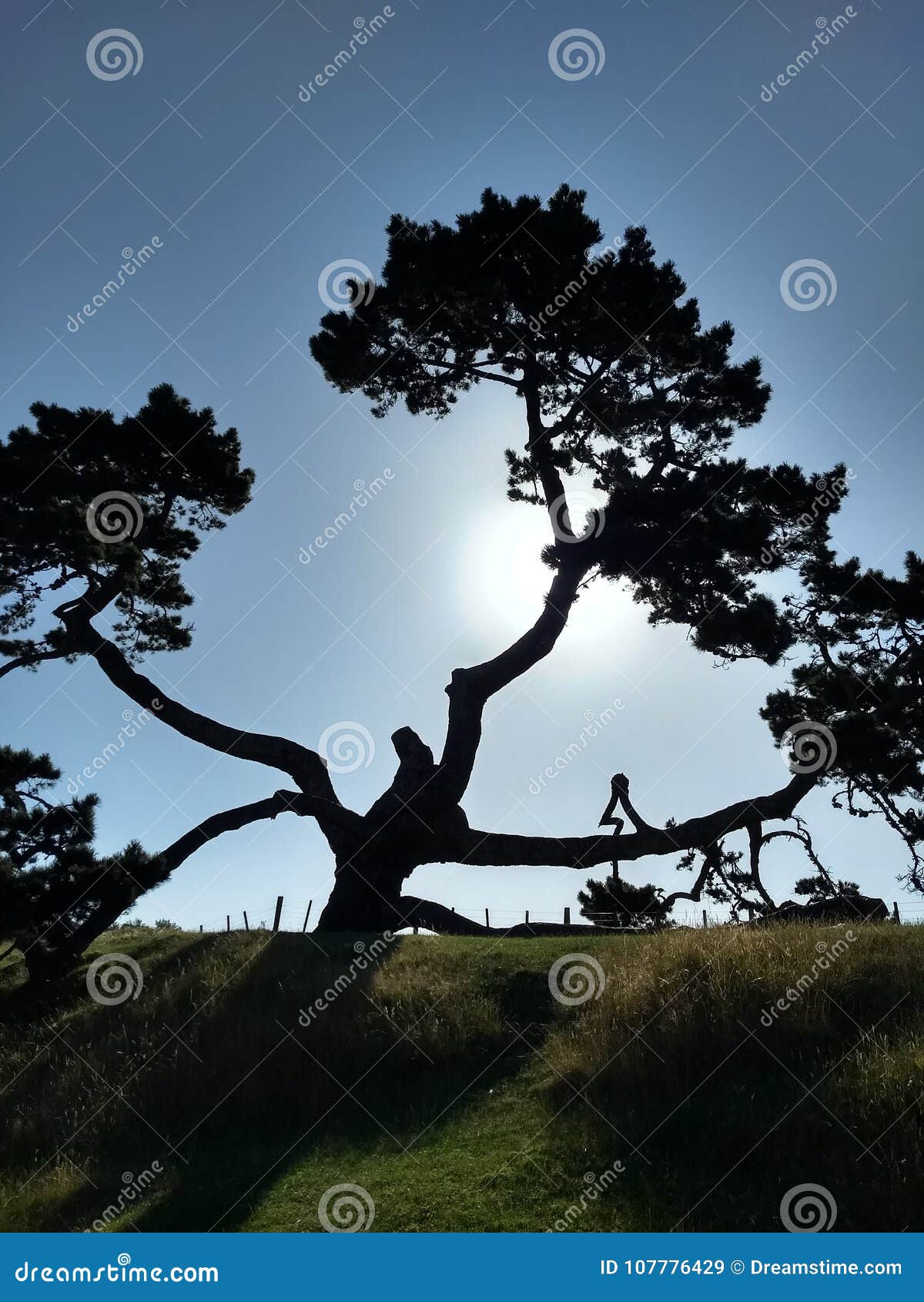 One tree hill sunset stock image. Image of skytower - 107776429