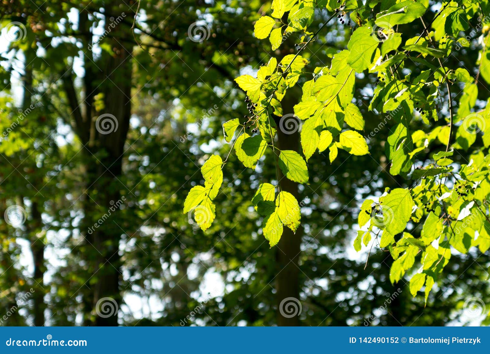 Leaves on a tree in summer stock photo. Image of garden - 142490152