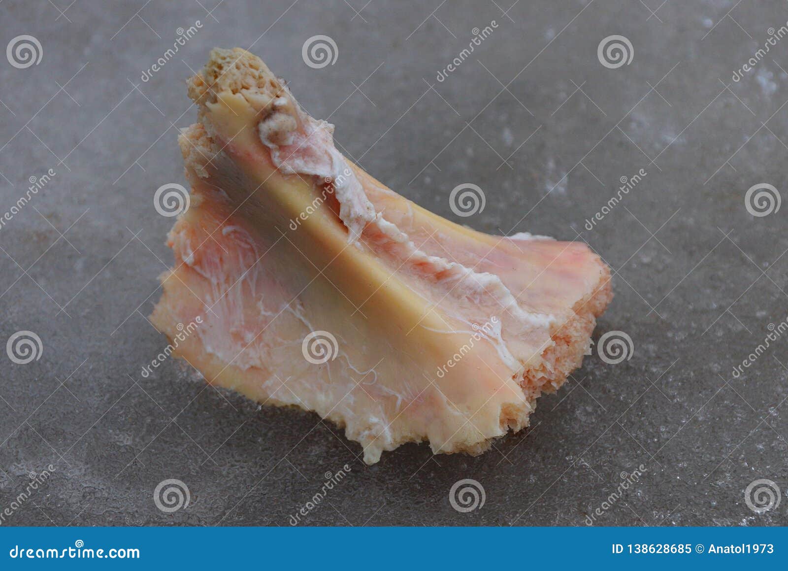 A Piece of Brown Bone Lies on a Gray Table Stock Image - Image of ...
